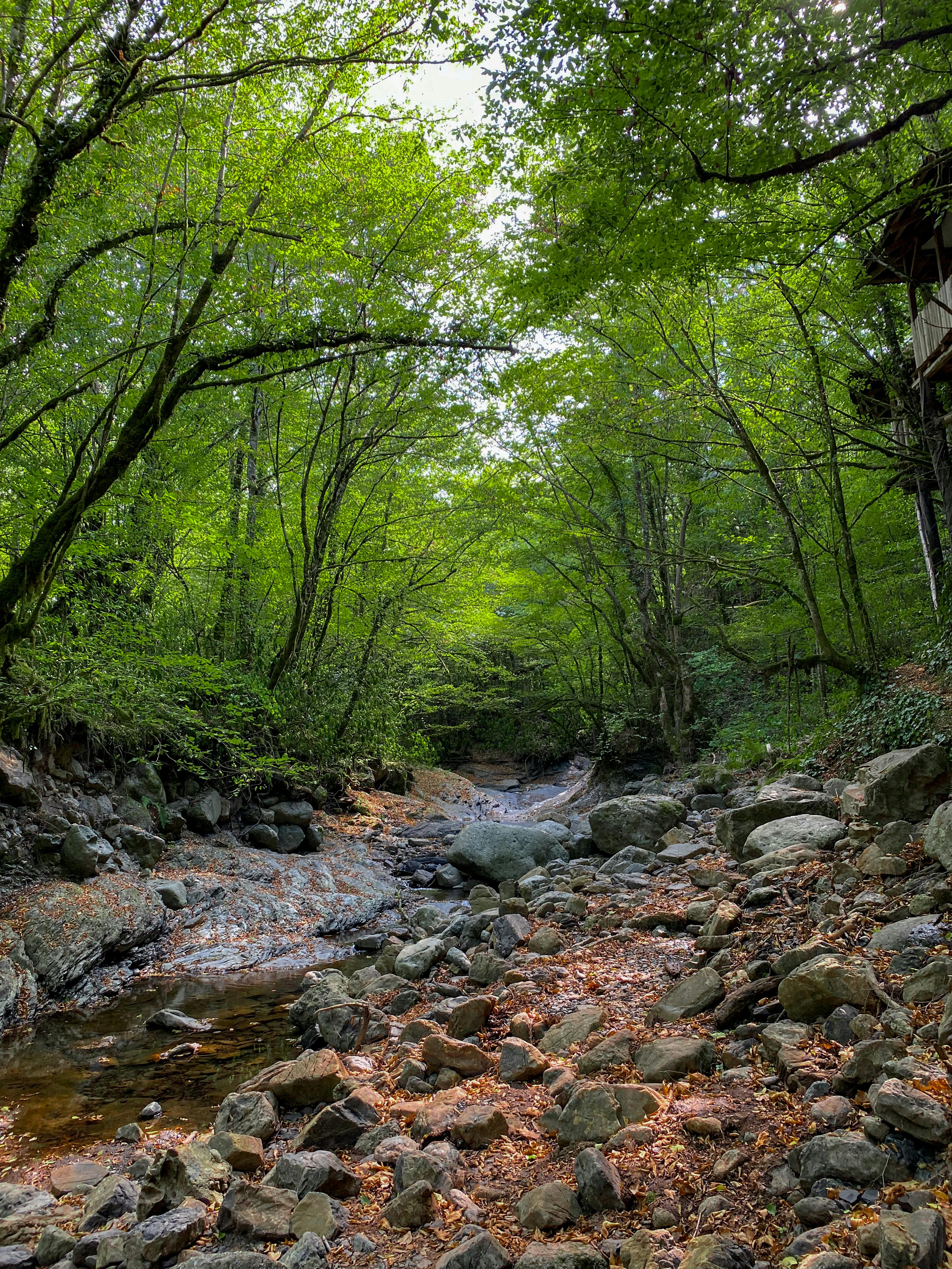 Tranquil Forest Stream with Rocky Bed · Free Stock Photo