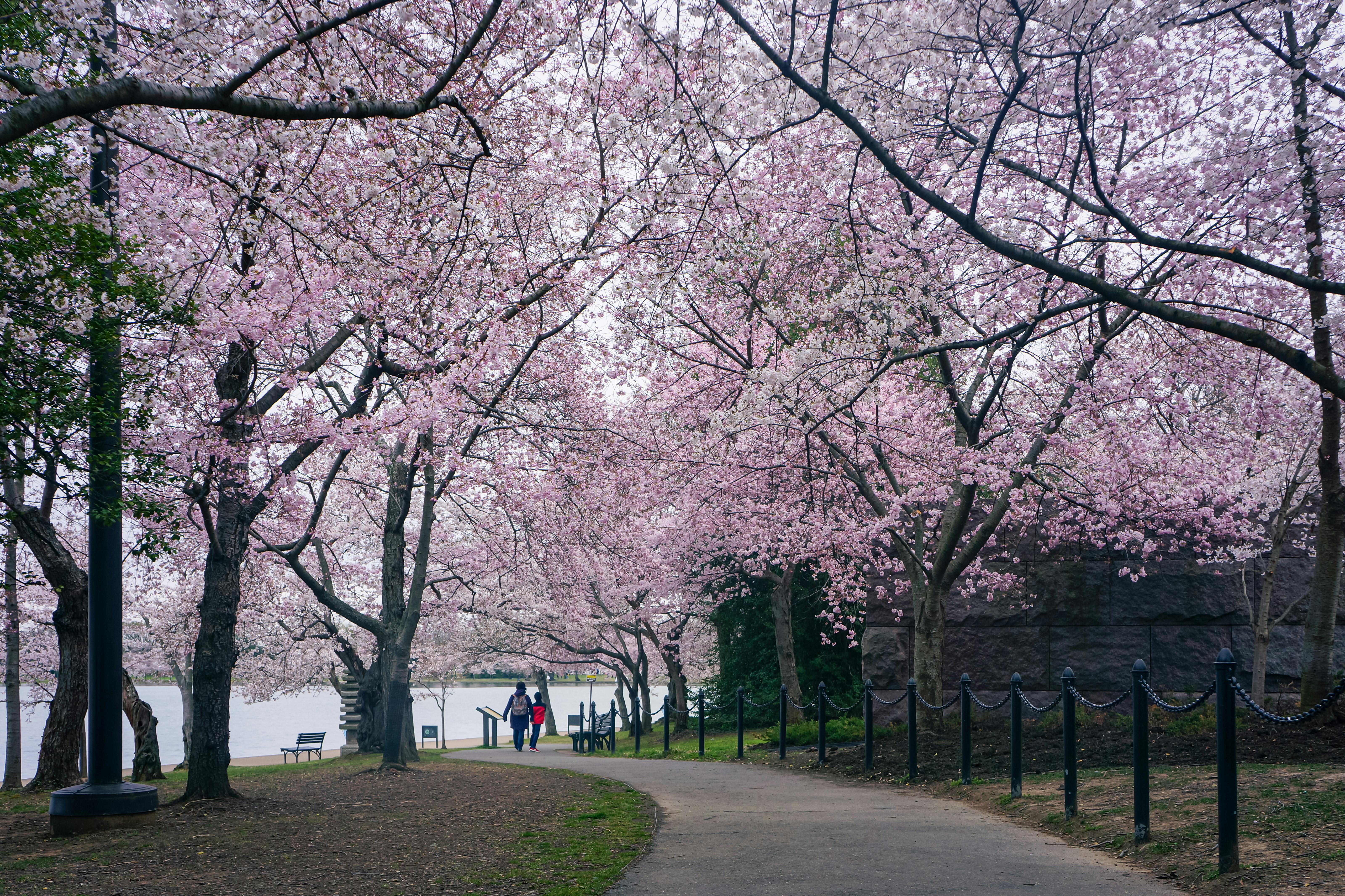 Cherry Blossom Pathway in Full Bloom · Free Stock Photo
