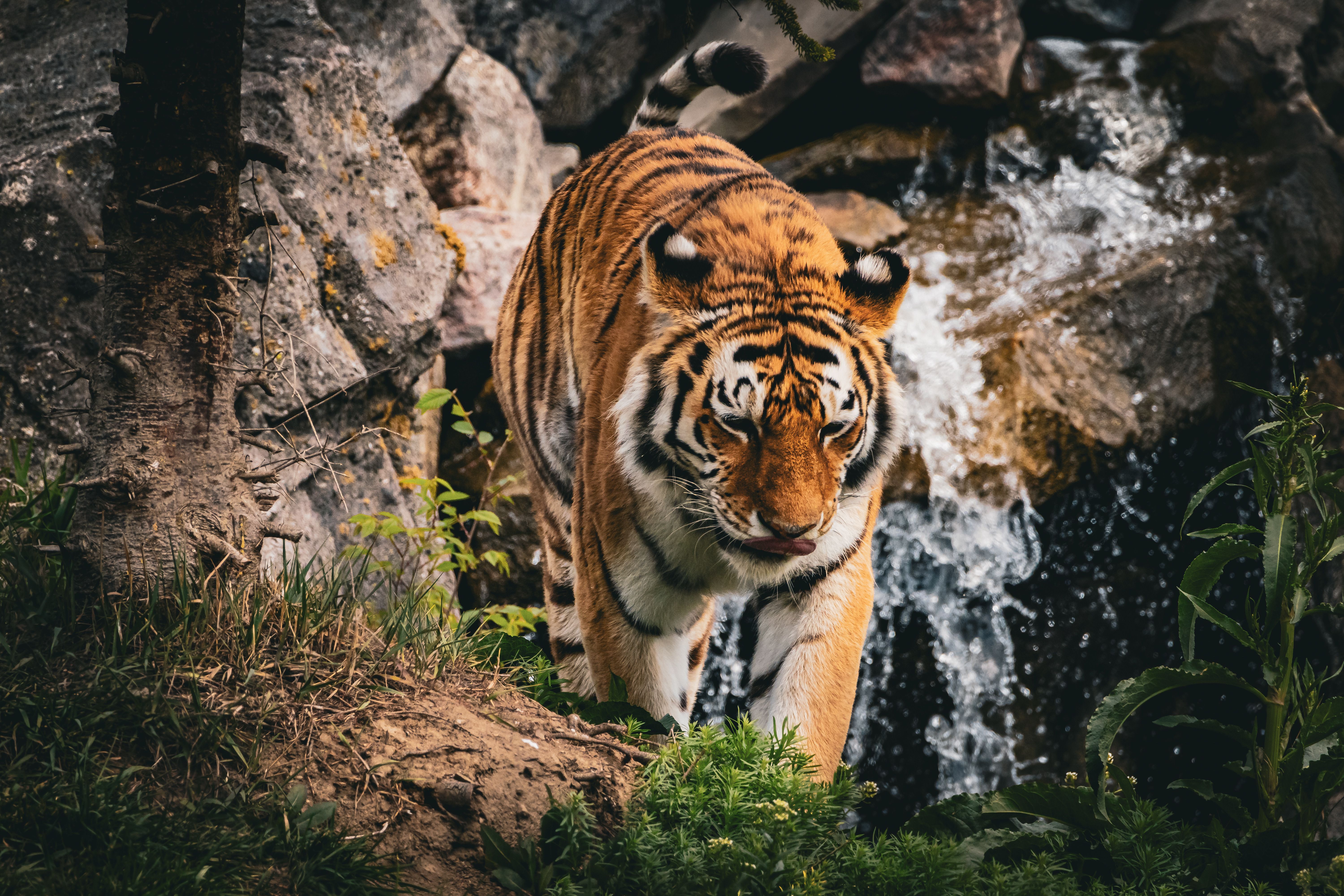 Majestätischer Tiger Am Wasserfall Des Omaha Zoos · Kostenloses Stock-Foto
