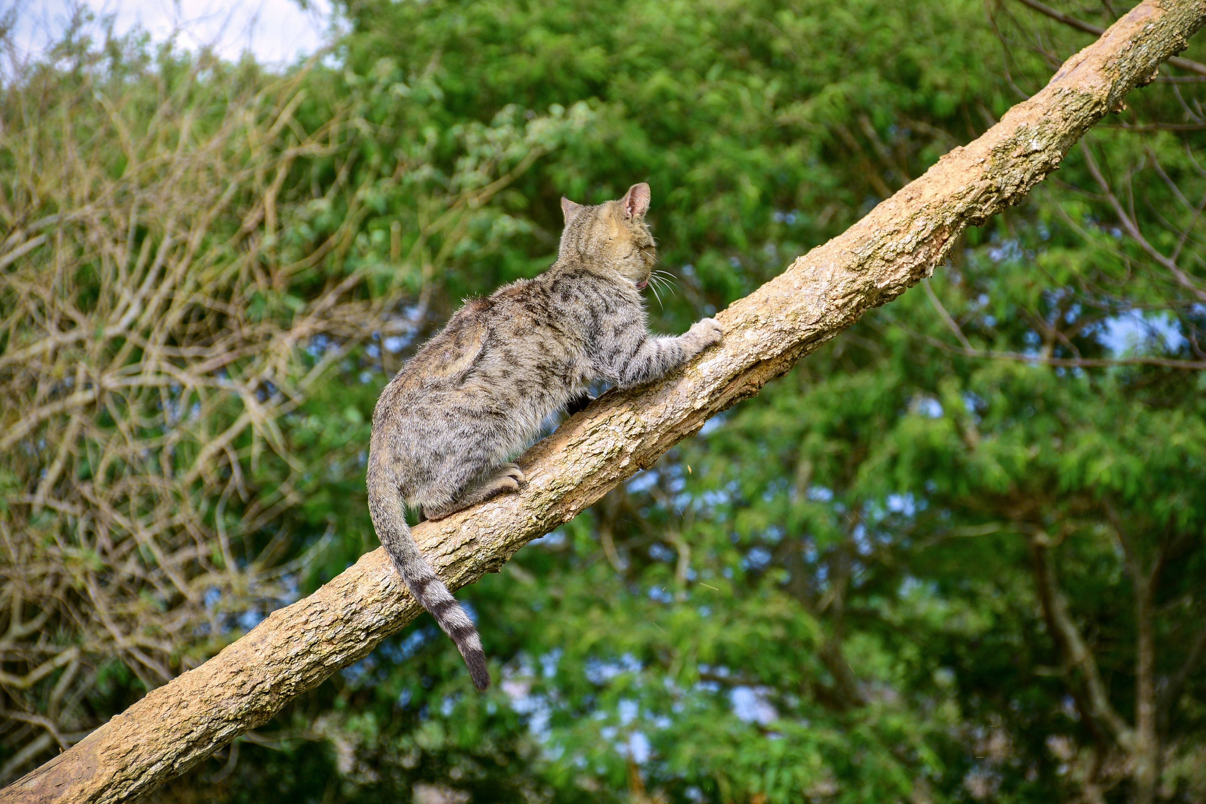 Brown Tabby Cat on Brown Tree Branch · Free Stock Photo