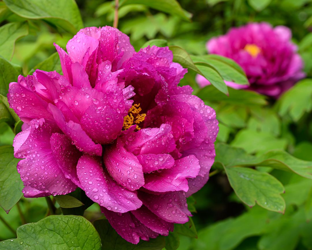 Identifying Peonies: Guide to Varieties and Smart Selection