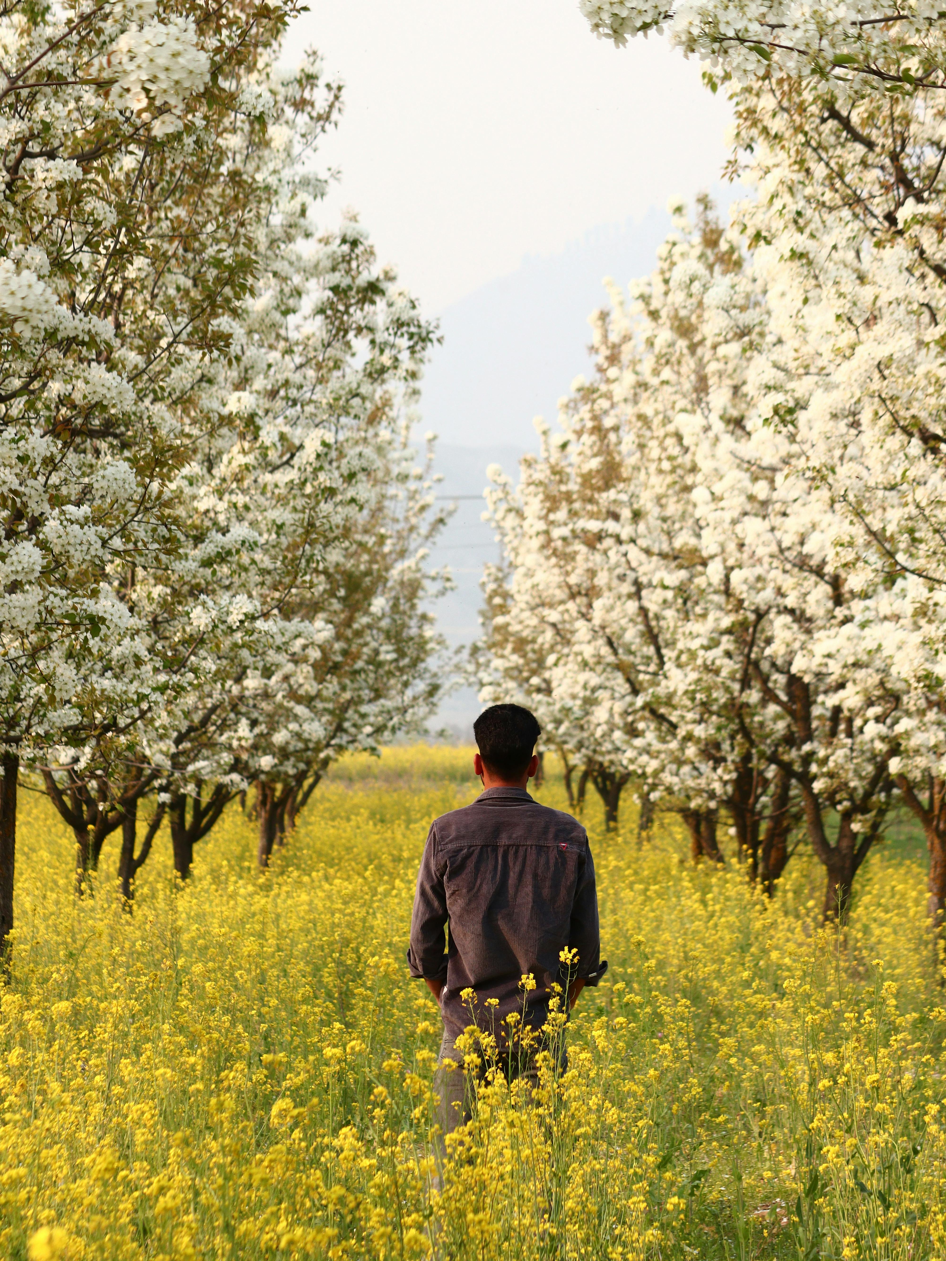 Man Walking Through Spring Blossom Tree Grove · Free Stock Photo