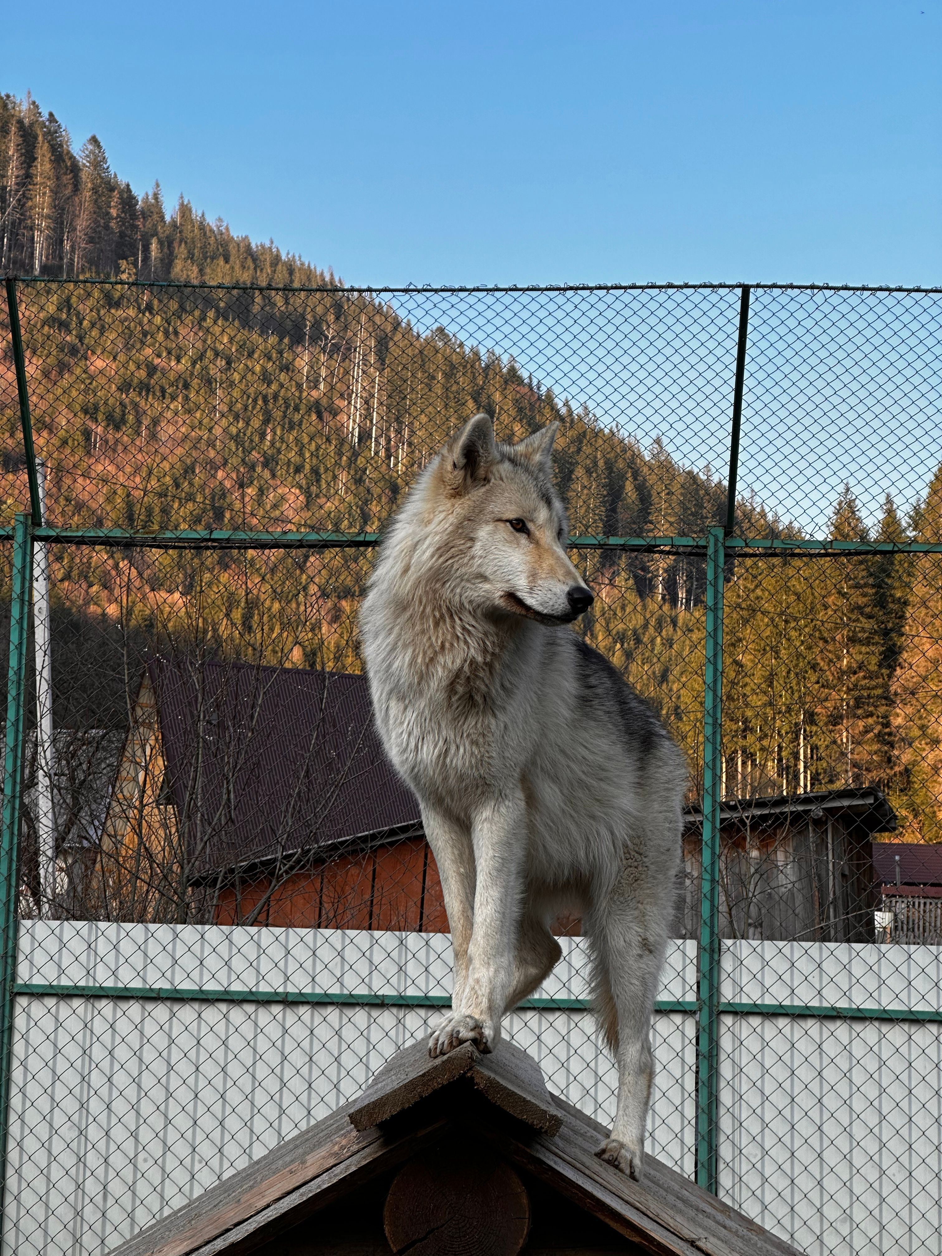 Majestic Wolf Standing on Rooftop in Mountain View · Free Stock Photo