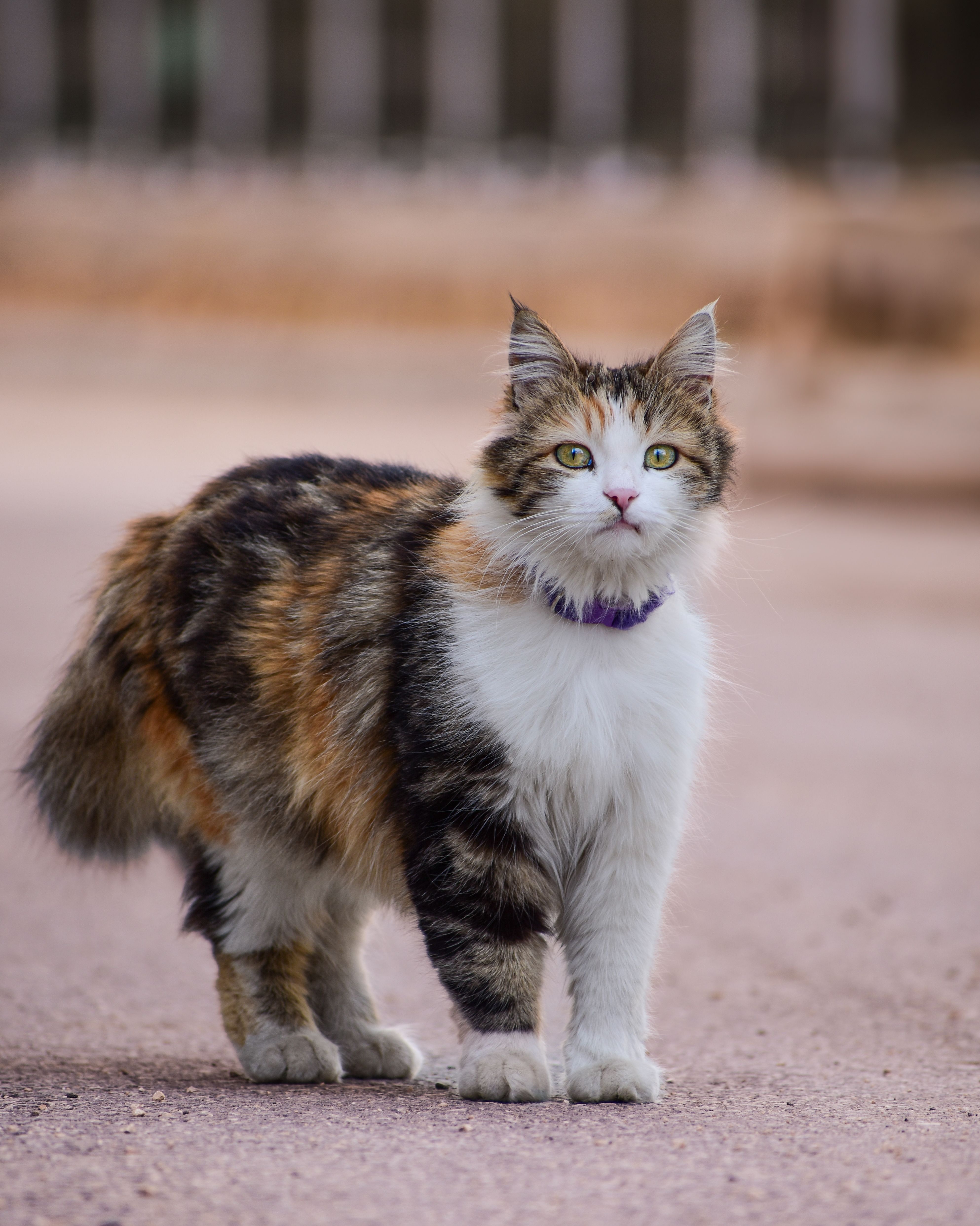 Foto de stock gratuita sobre adorable, al aire libre, animal domestico ...