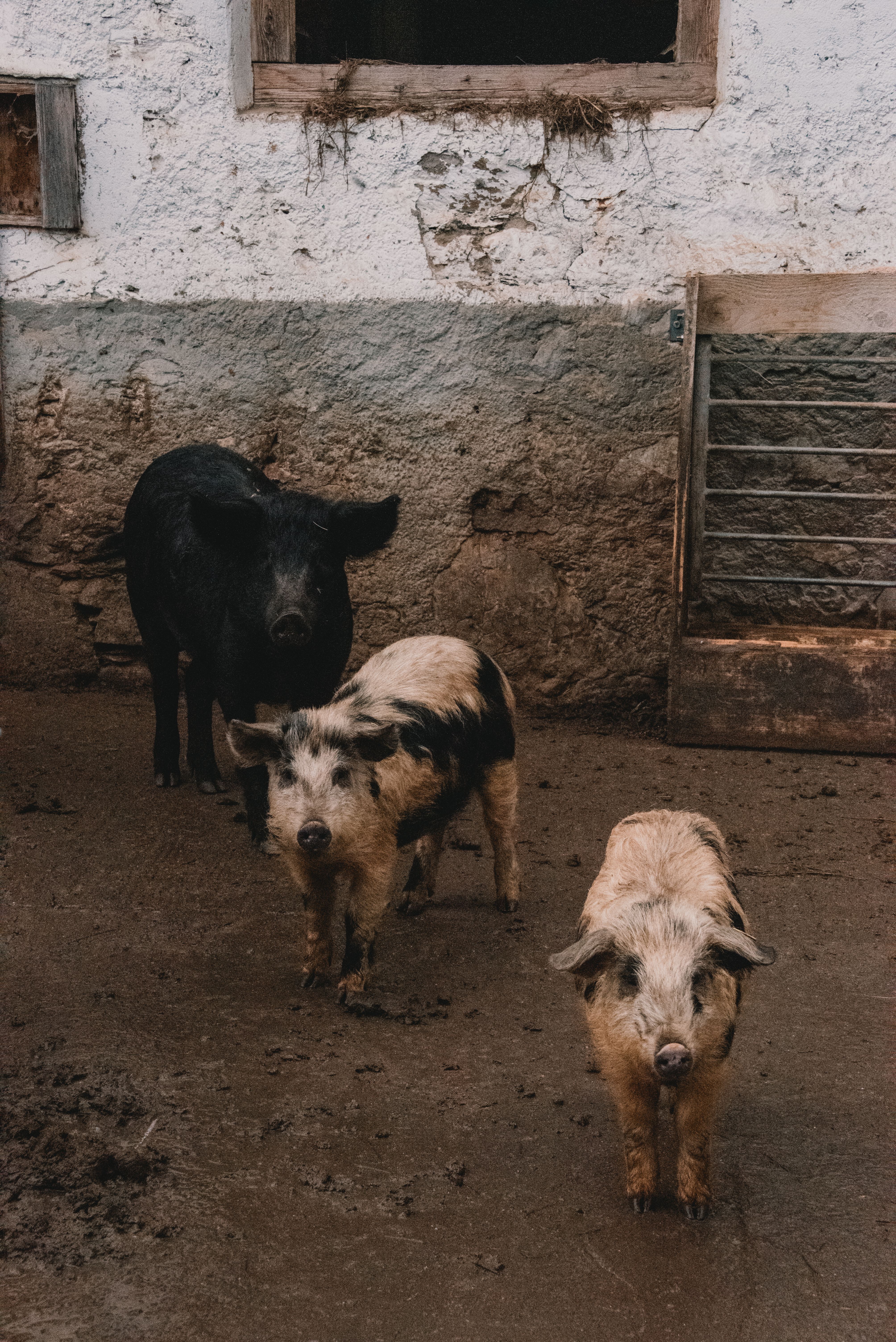 Three Colorful Pigs in Wolfenschiessen Farmyard · Free Stock Photo