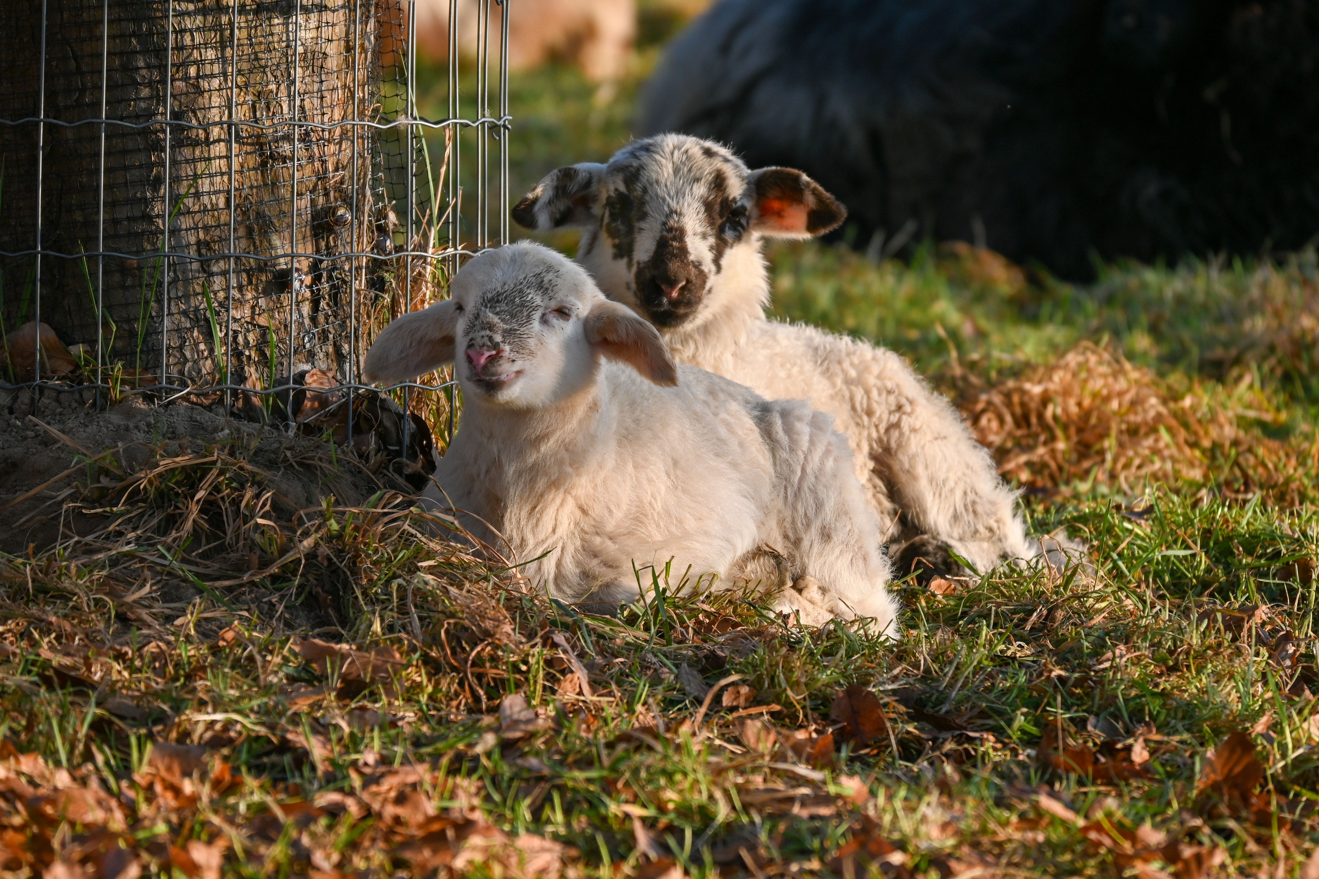 Playful Lambs Resting in Sunny Pasture · Free Stock Photo