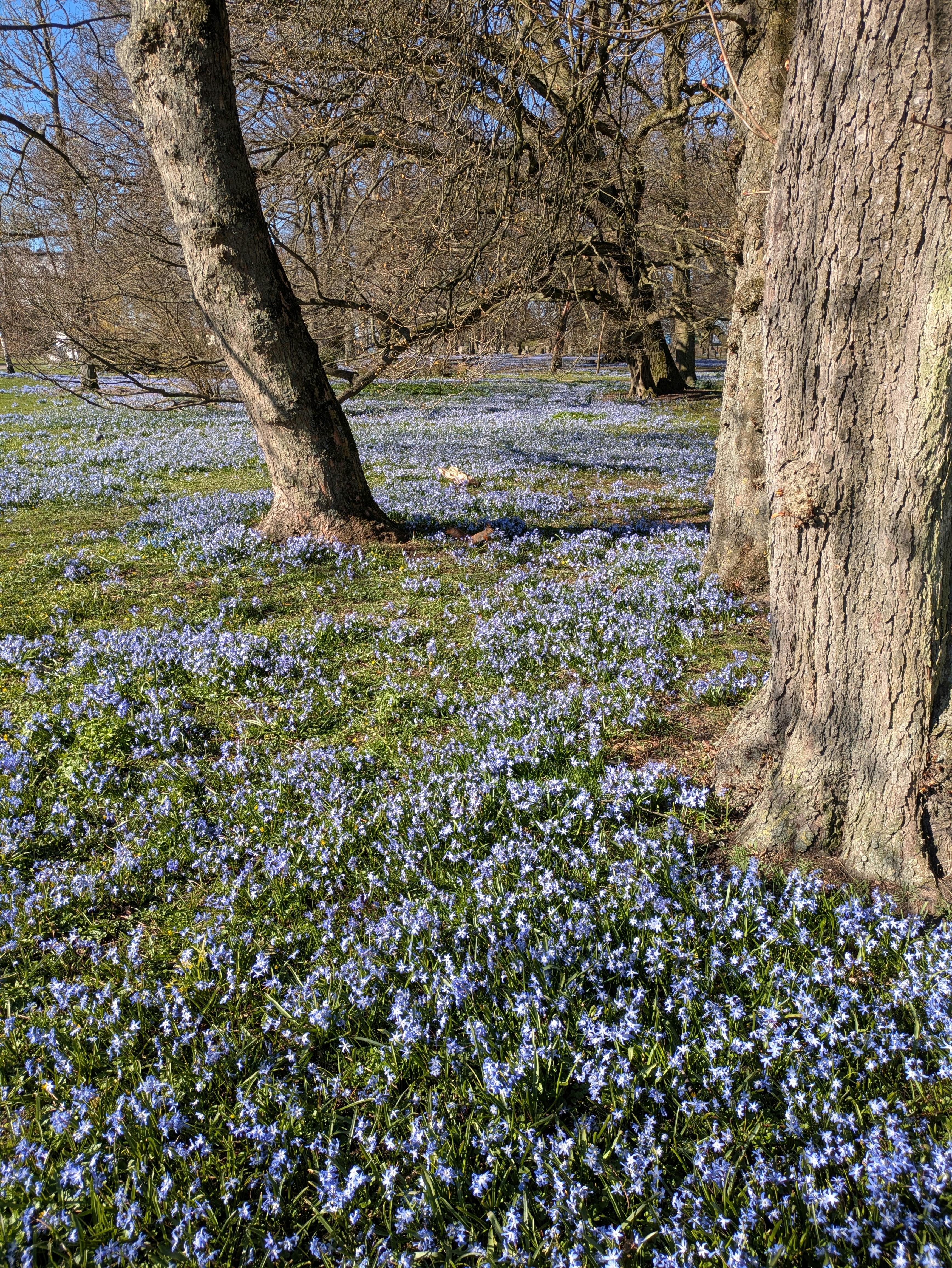 Spring Bluebell Forest Scene with Tall Trees · Free Stock Photo