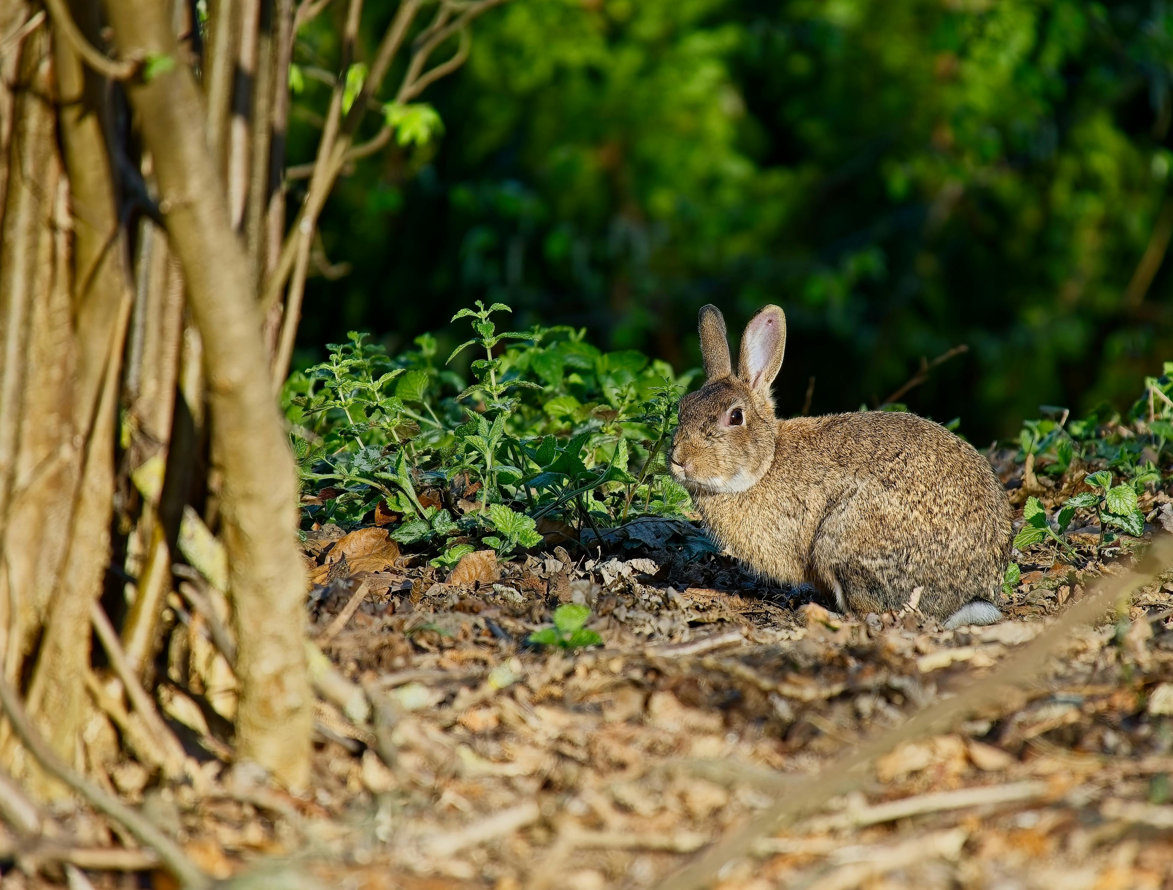 Wild Rabbit in Natural Habitat in Germany · Free Stock Photo
