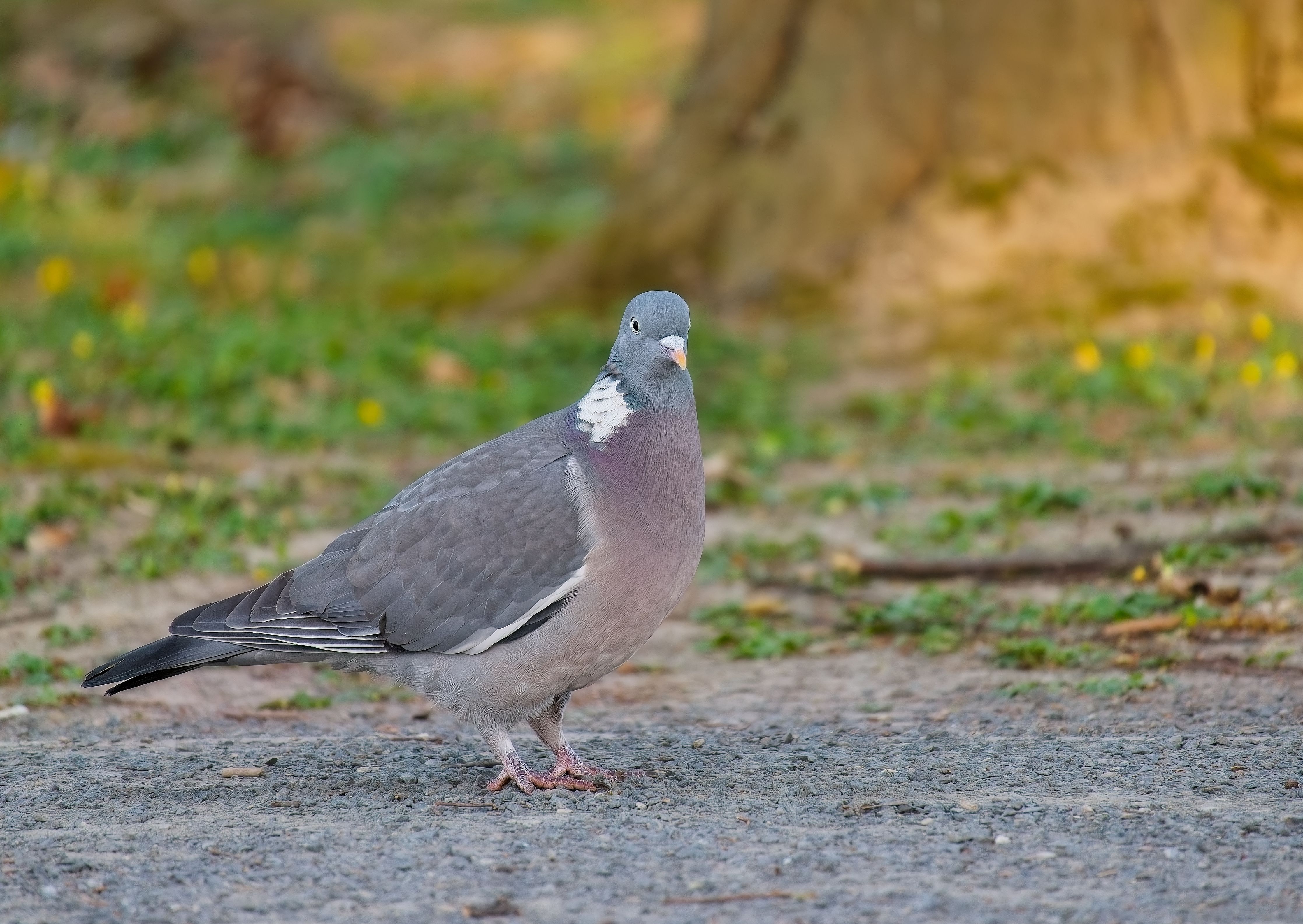 European Wood Pigeon in Salzgitter Park · Free Stock Photo
