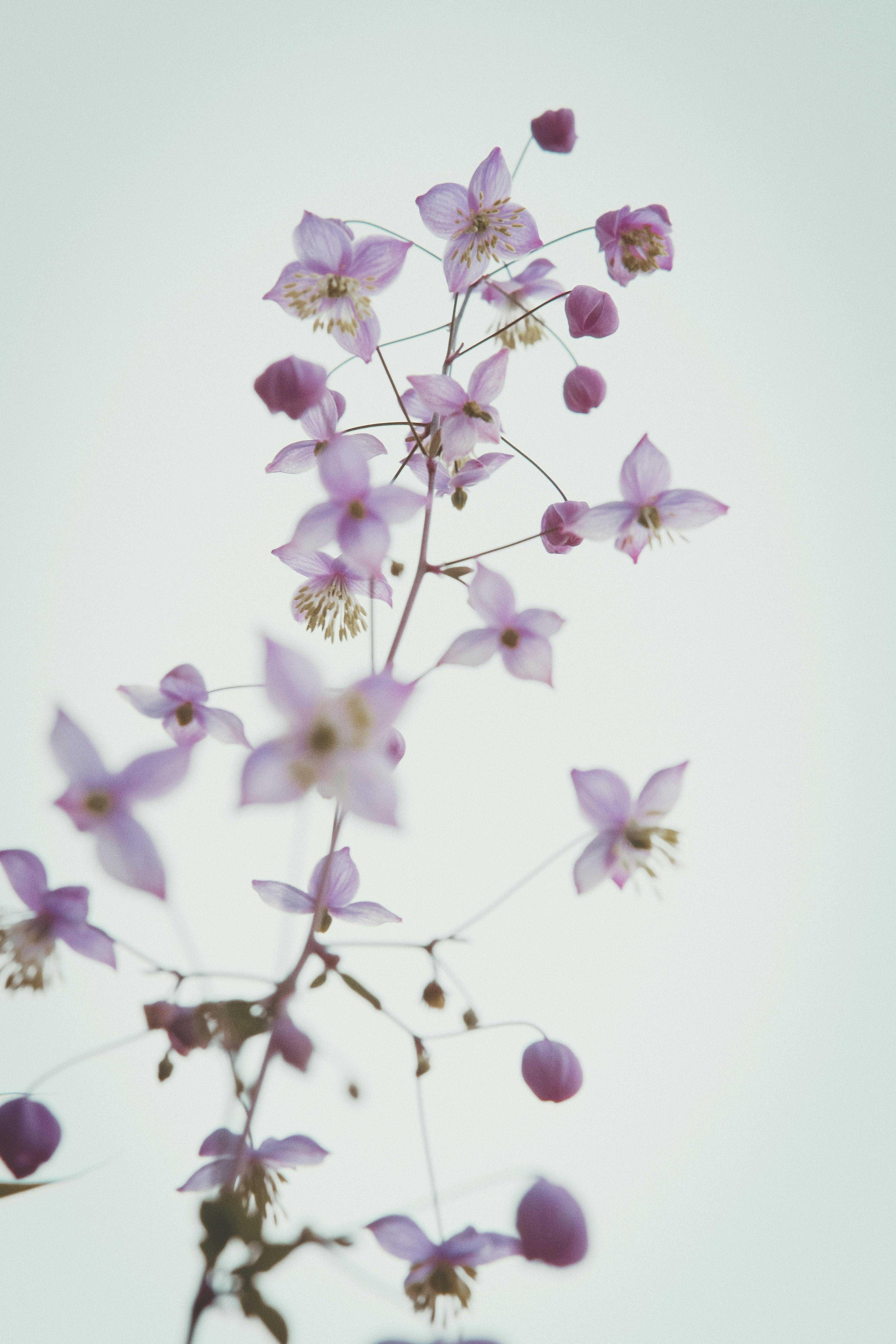 Bokep+Jepang+Paling+Enak Photos, Download The BEST Free Bokep+Jepang+Paling+Enak Stock Photos ...