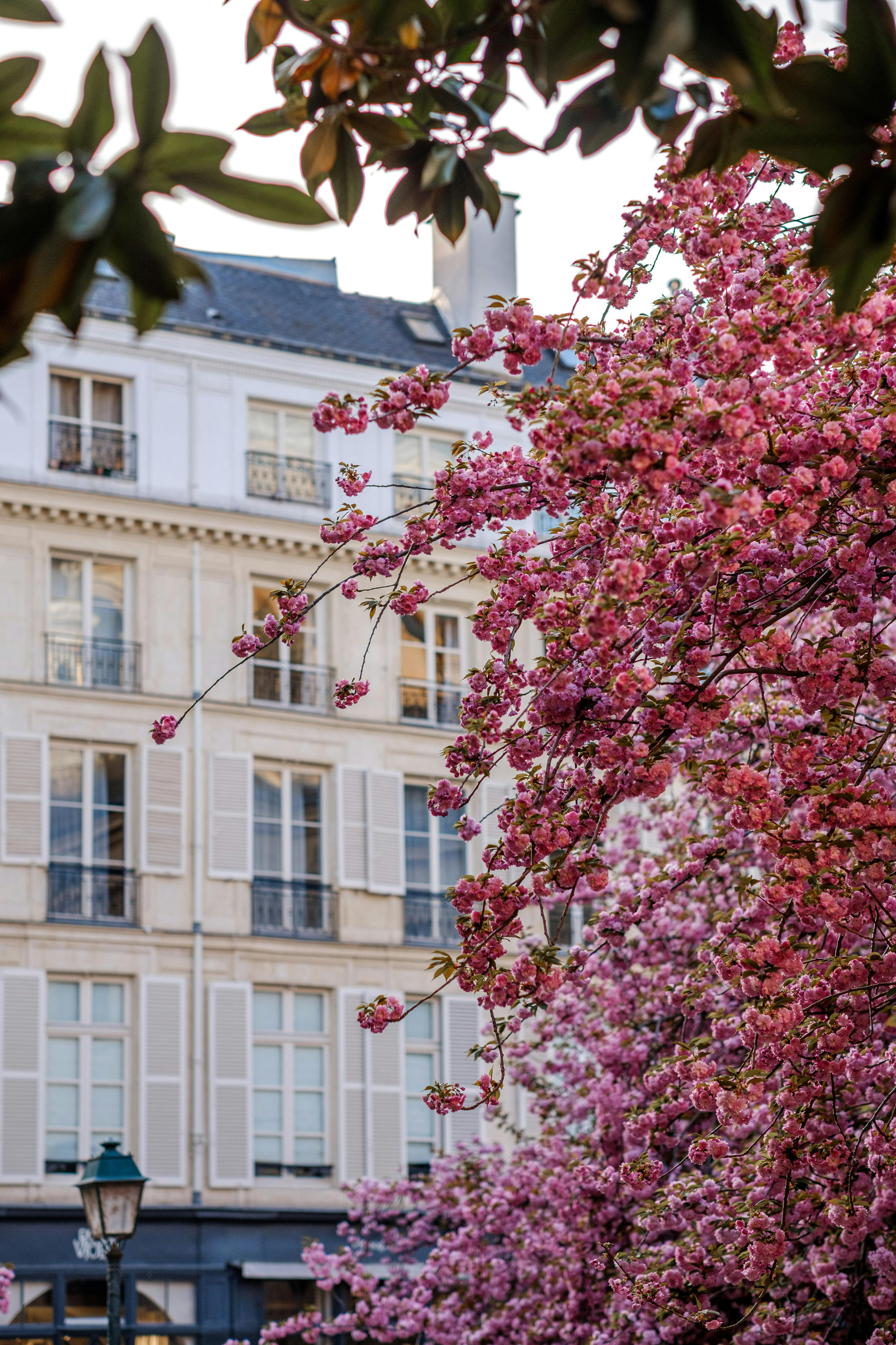 Springtime Blossoms in European Cityscape · Free Stock Photo