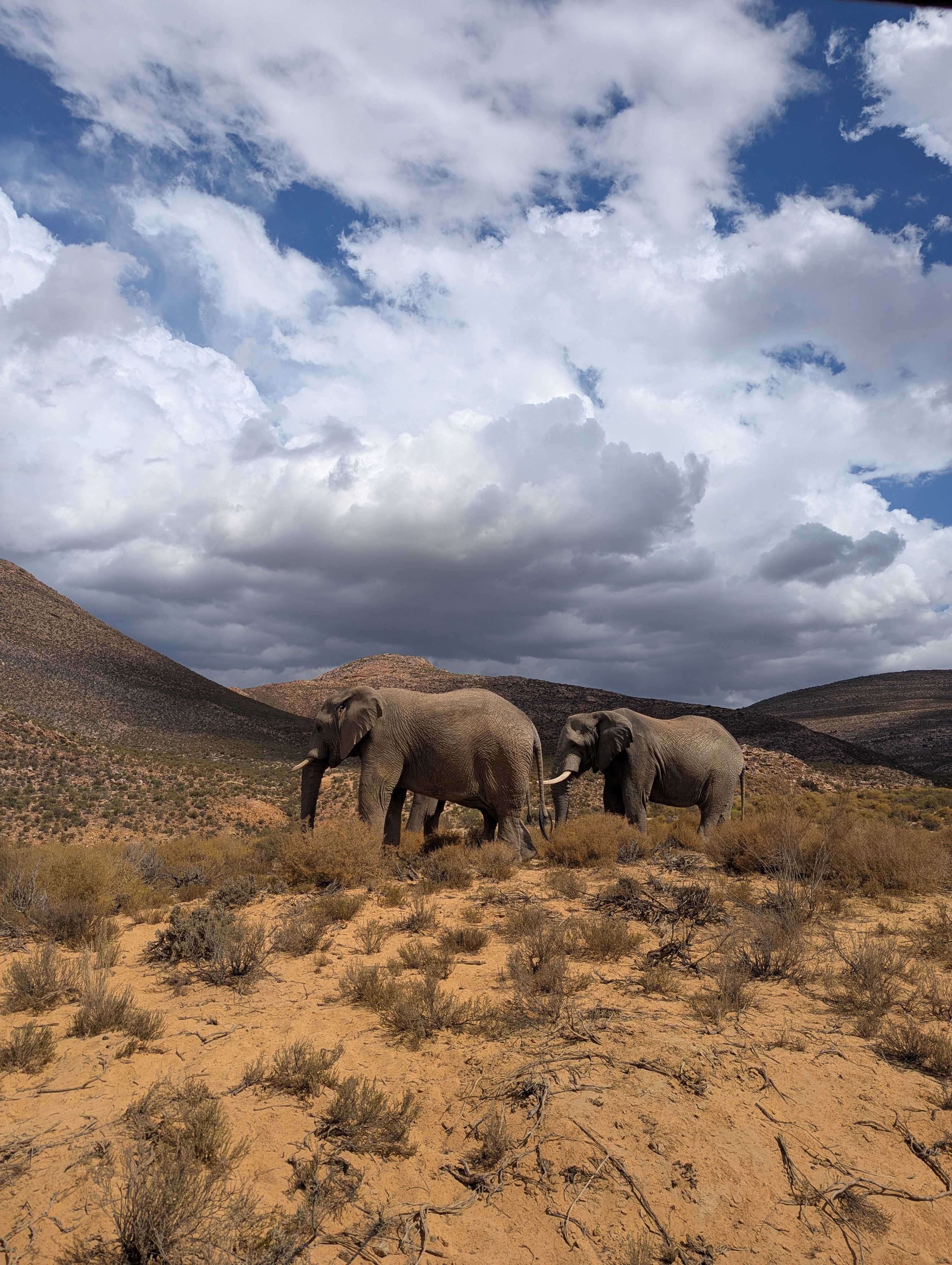 African Elephants in Touws River Landscape · Free Stock Photo
