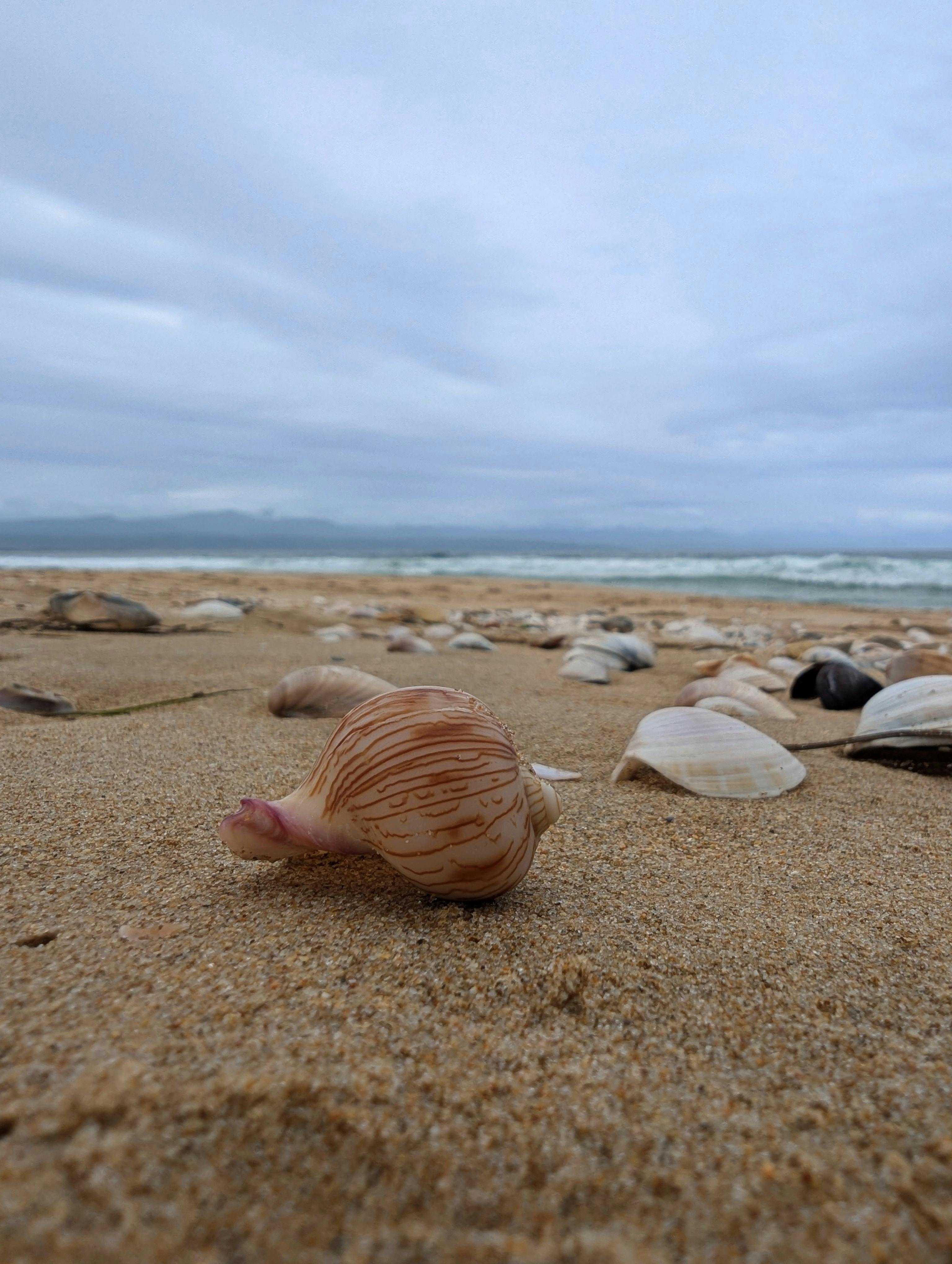 Teal Sea Shells Photos, Download The BEST Free Teal Sea Shells Stock ...