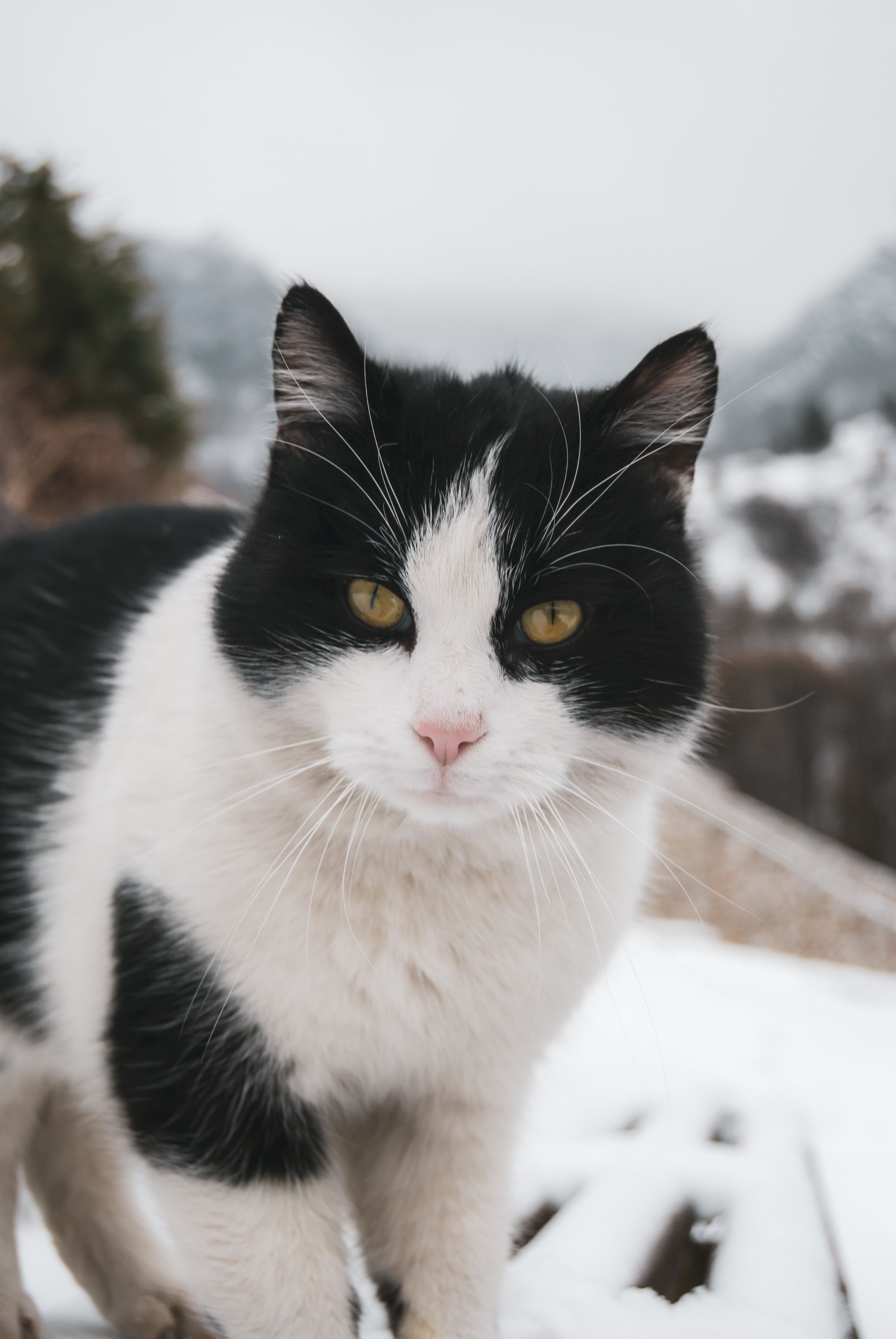 Fluffy Cat Playing in Winter Snow · Free Stock Photo
