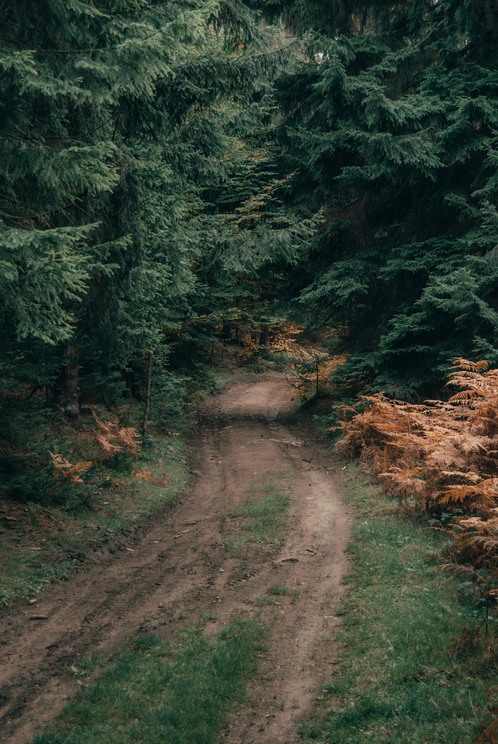 Path In Forest Photos, Download The BEST Free Path In Forest Stock ...