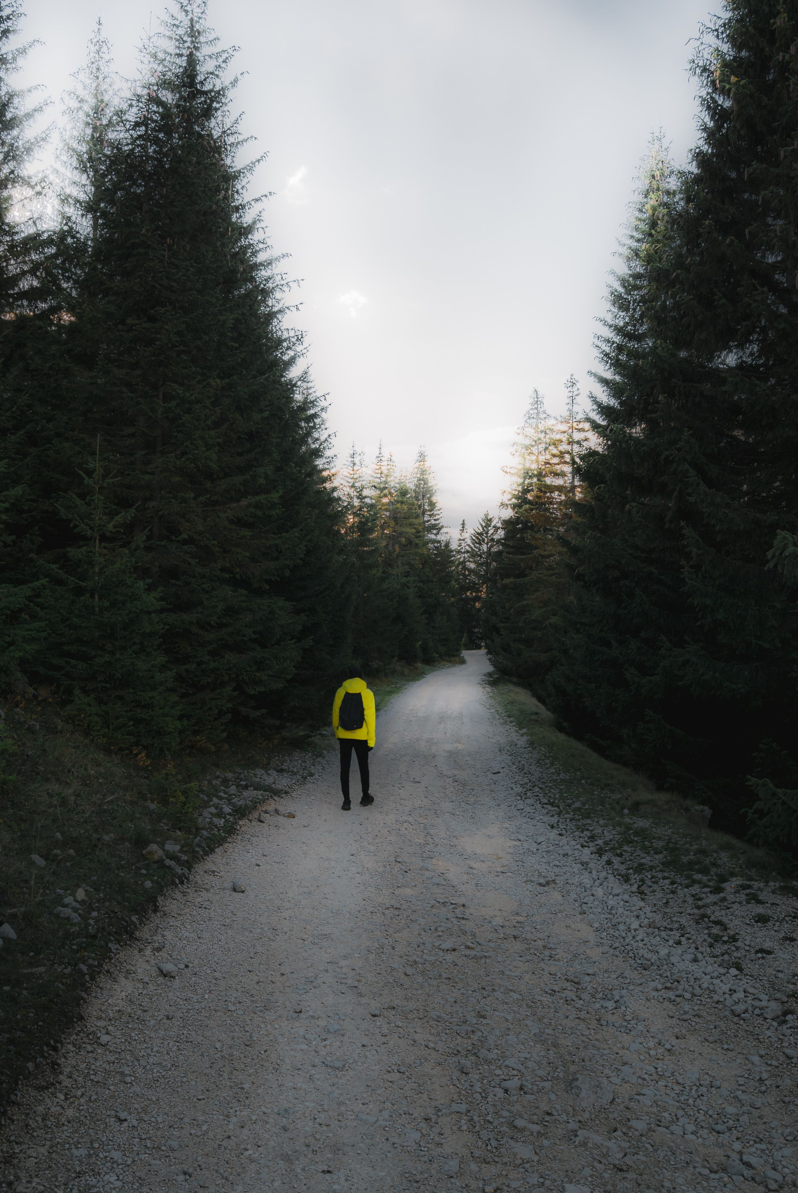 Lone Traveler on Forest Path in Summer Afternoon · Free Stock Photo