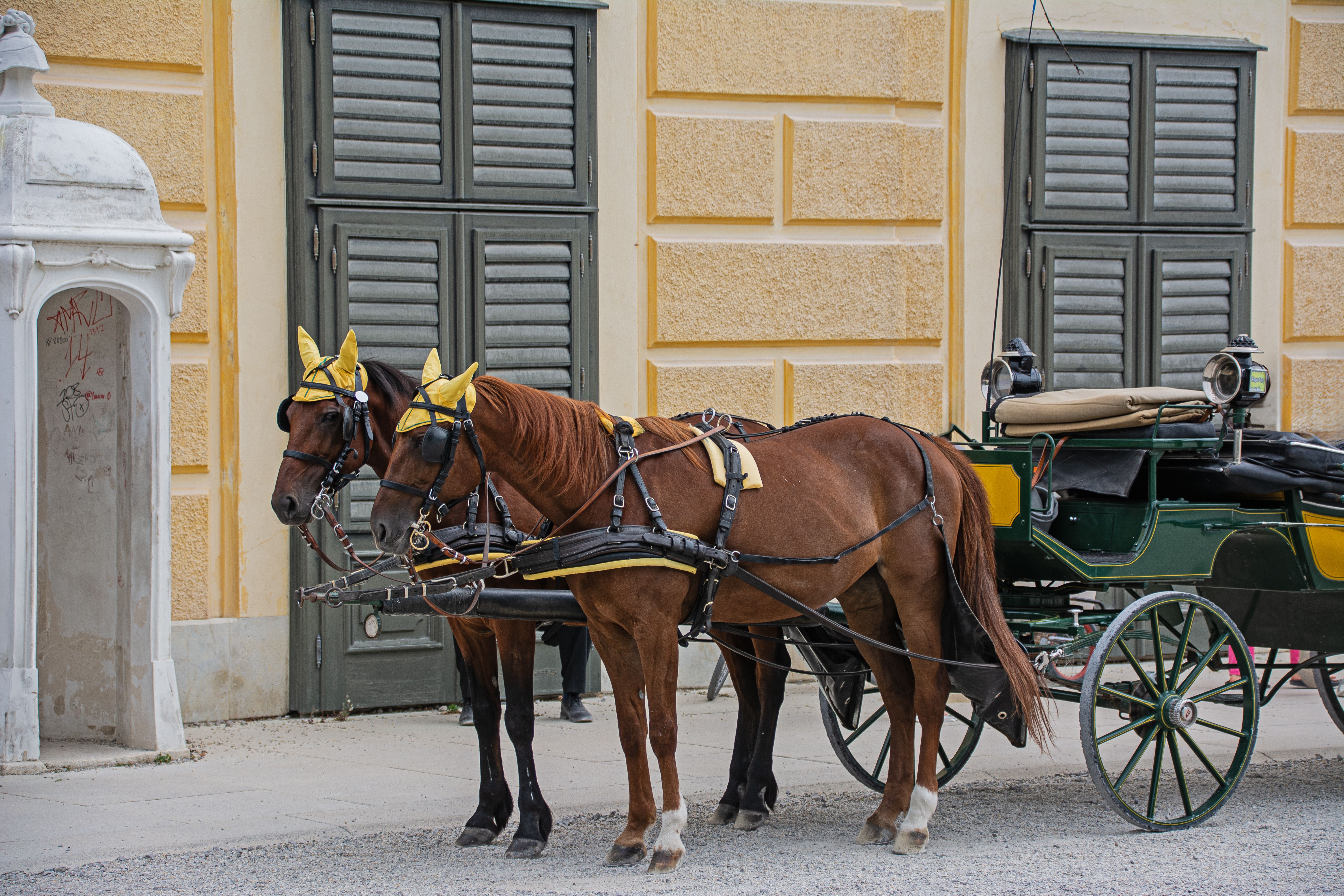Horse-Drawn Carriage at Schönbrunn Palace, Vienna · Free Stock Photo