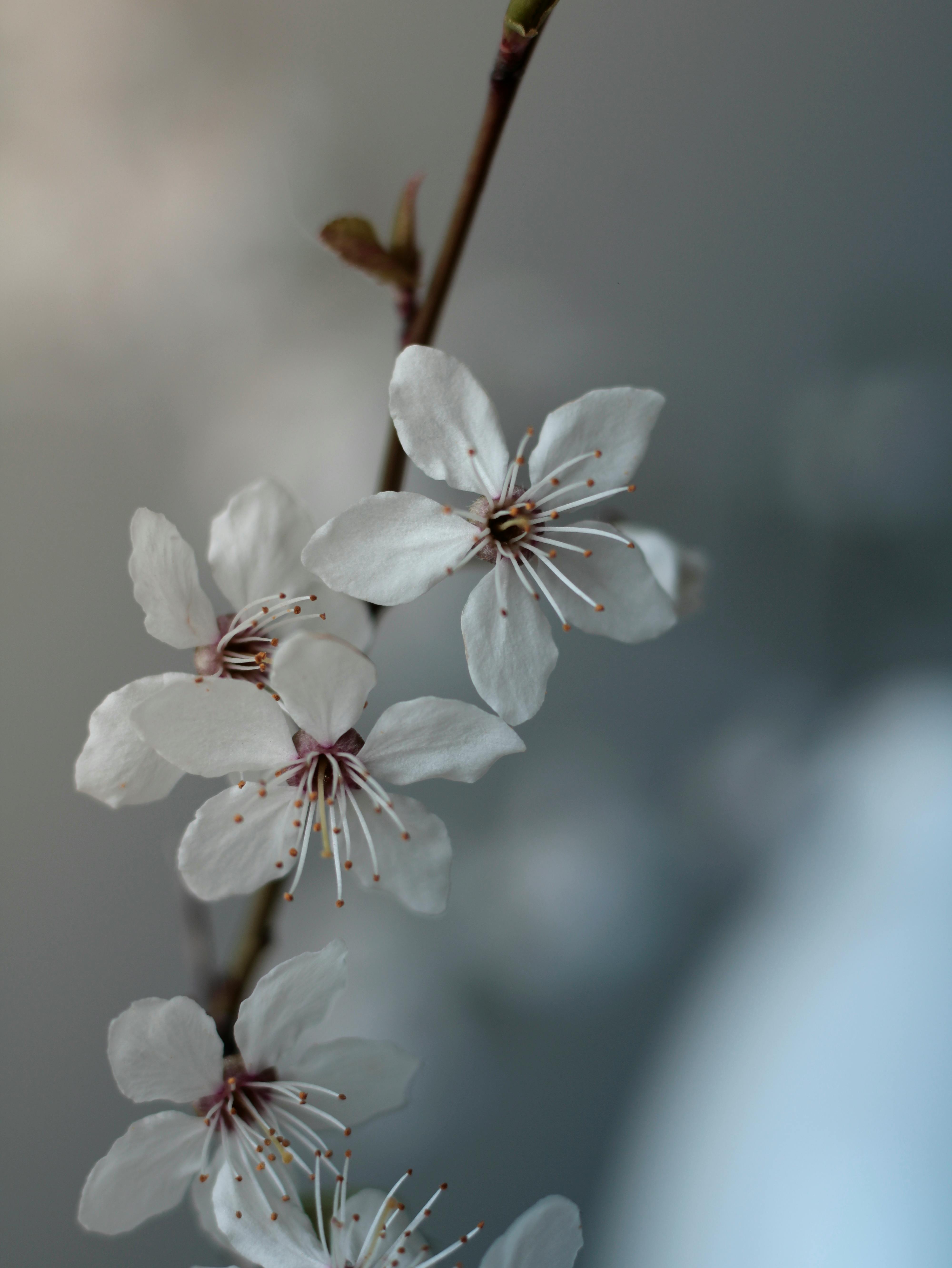 Delicate Spring Blossom Macro Photography · Free Stock Photo