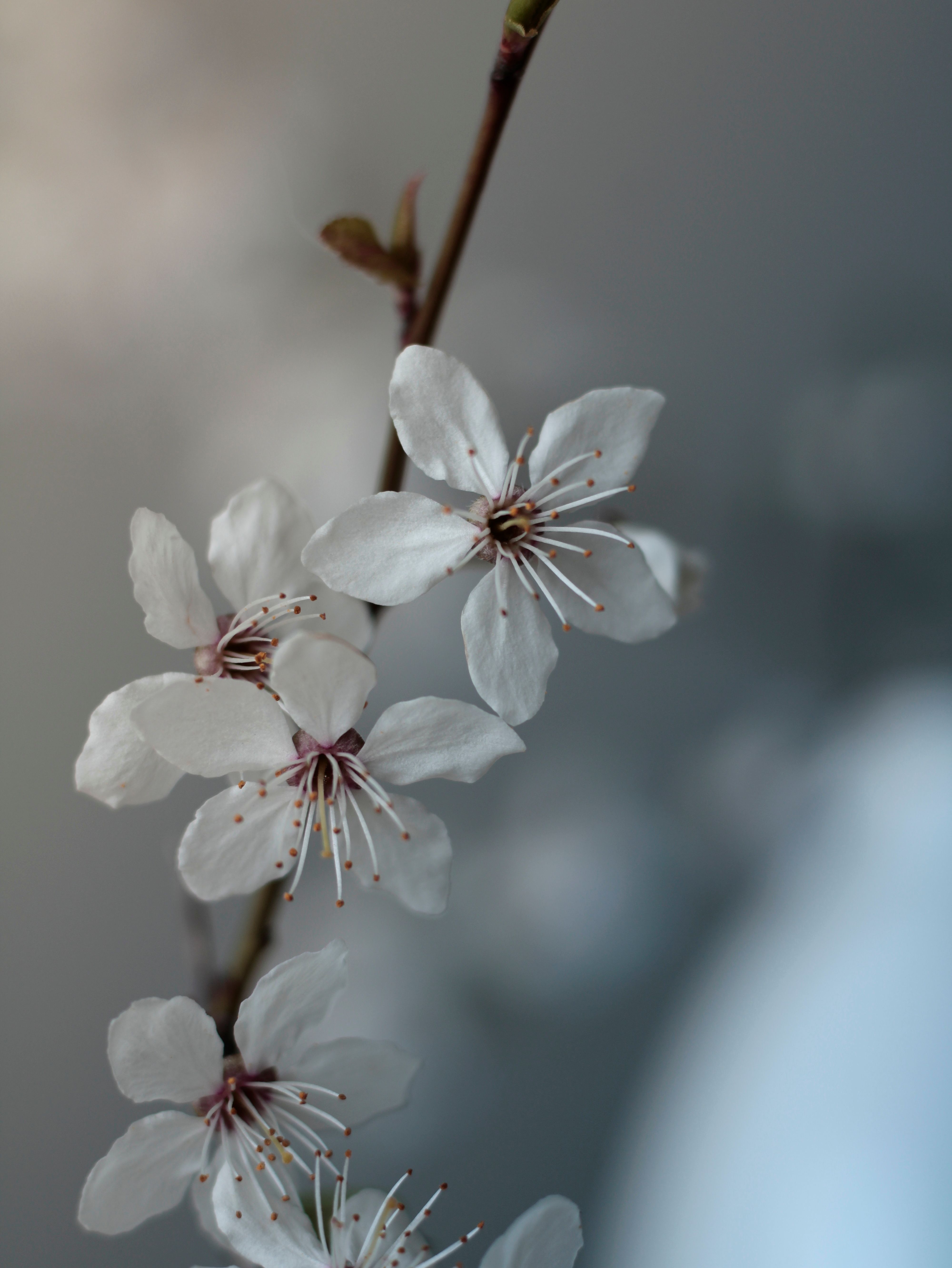 Delicate Spring Blossom Macro Photography · Free Stock Photo