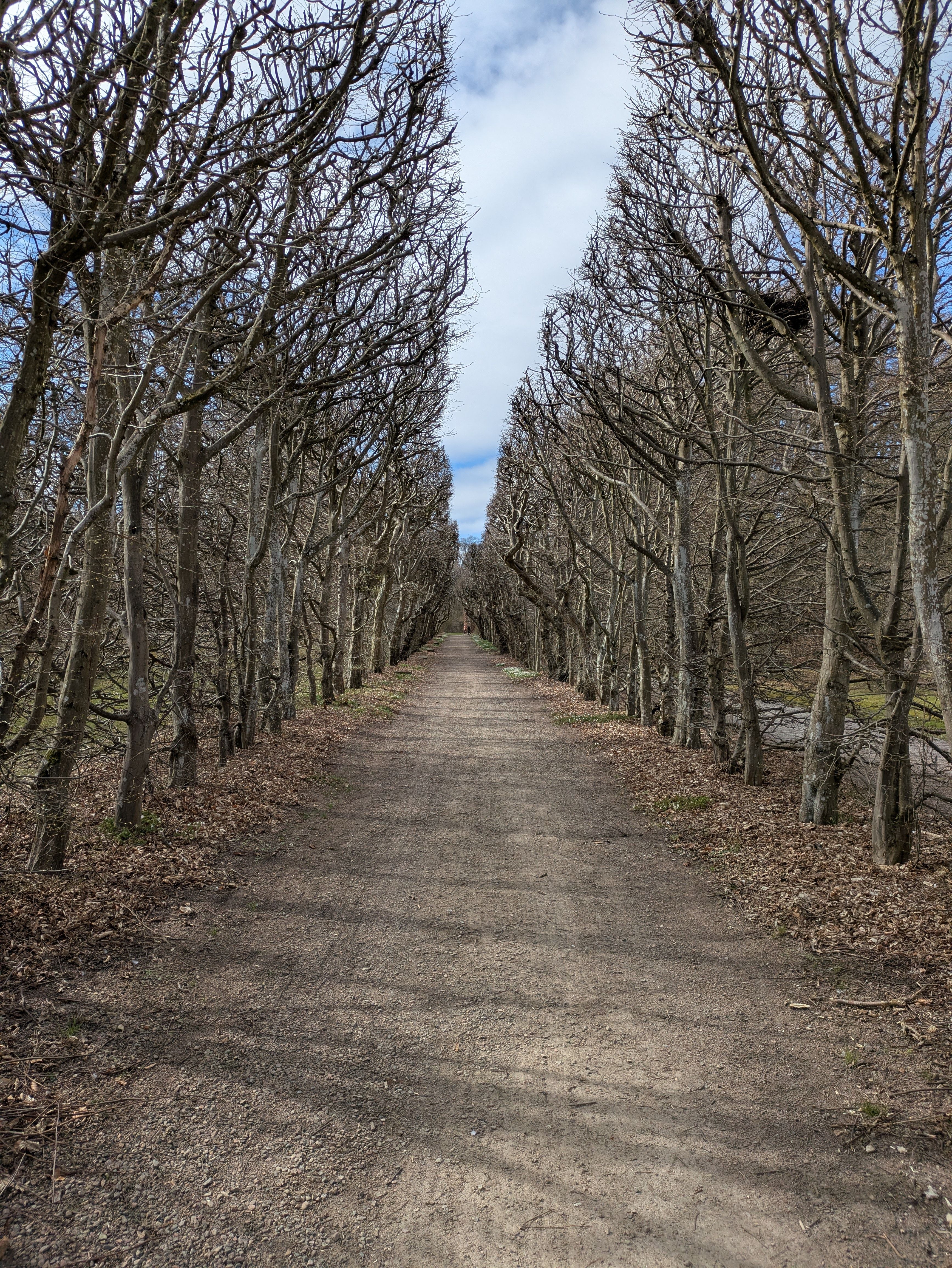 Leafless Tree Pathway Under Blue Sky · Free Stock Photo