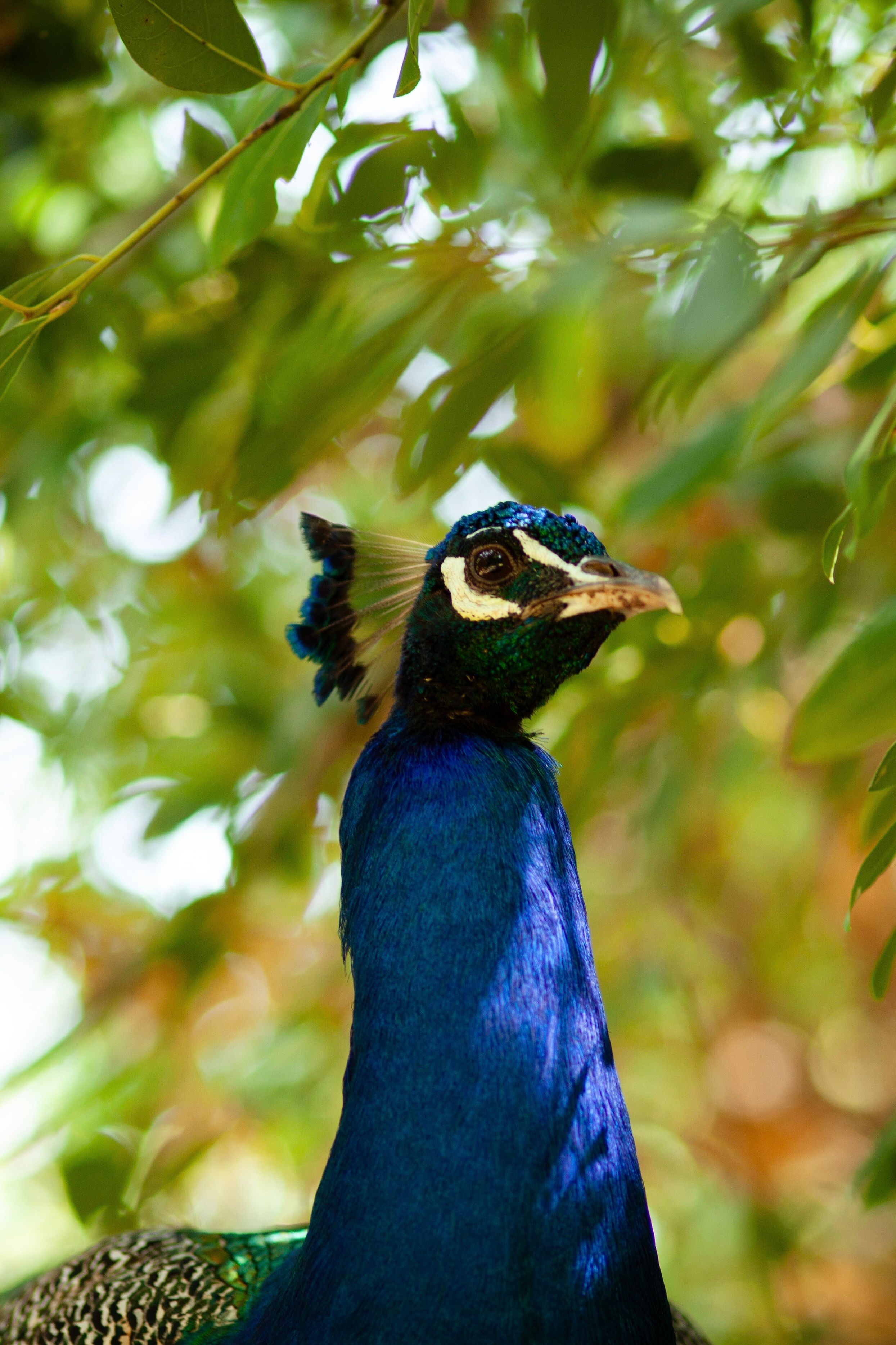 Animals In Beautiful Nature Photos, Download The BEST Free Animals In ...