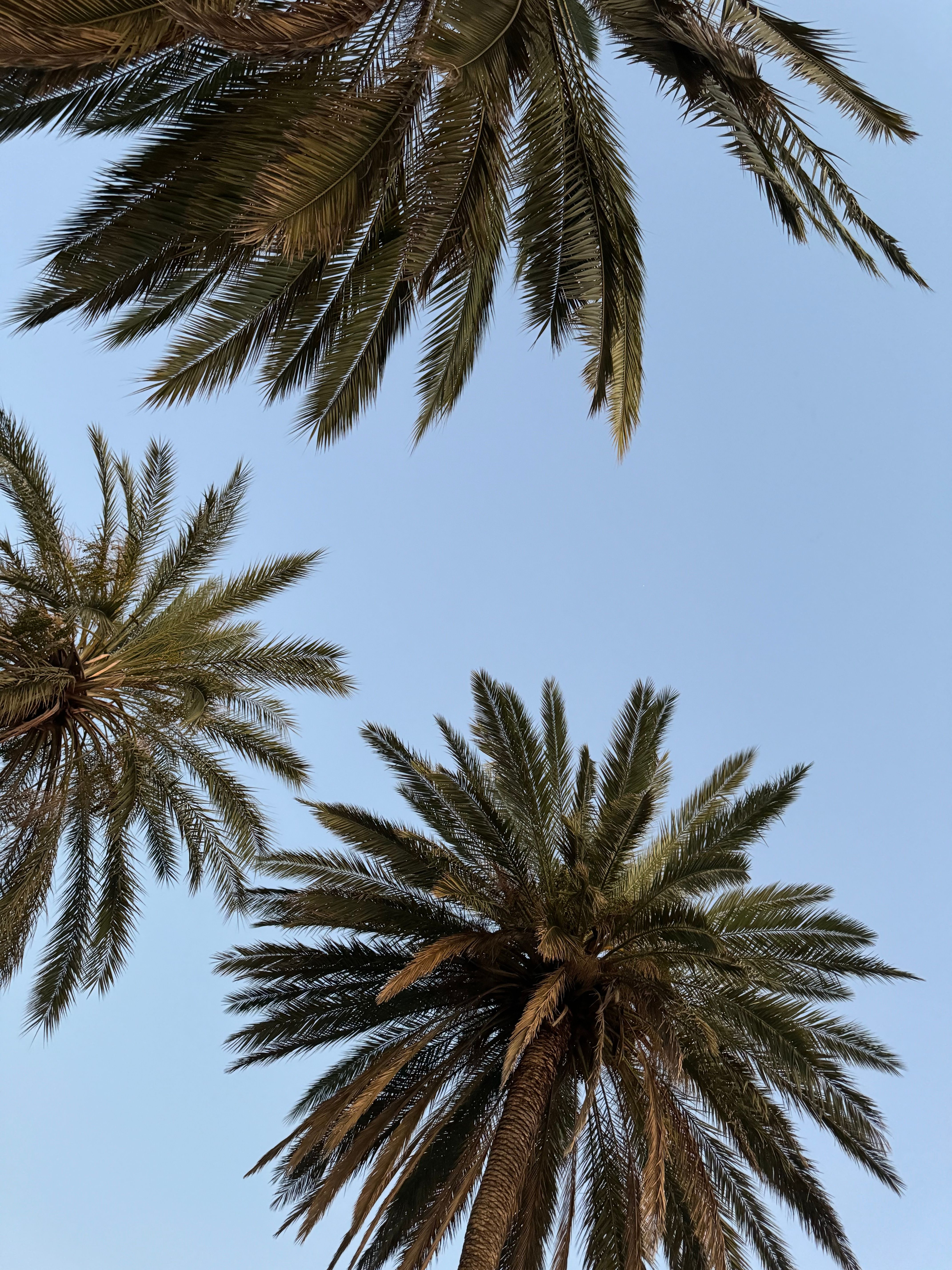 Palm Trees Against a Clear Blue Sky in Israel · Free Stock Photo