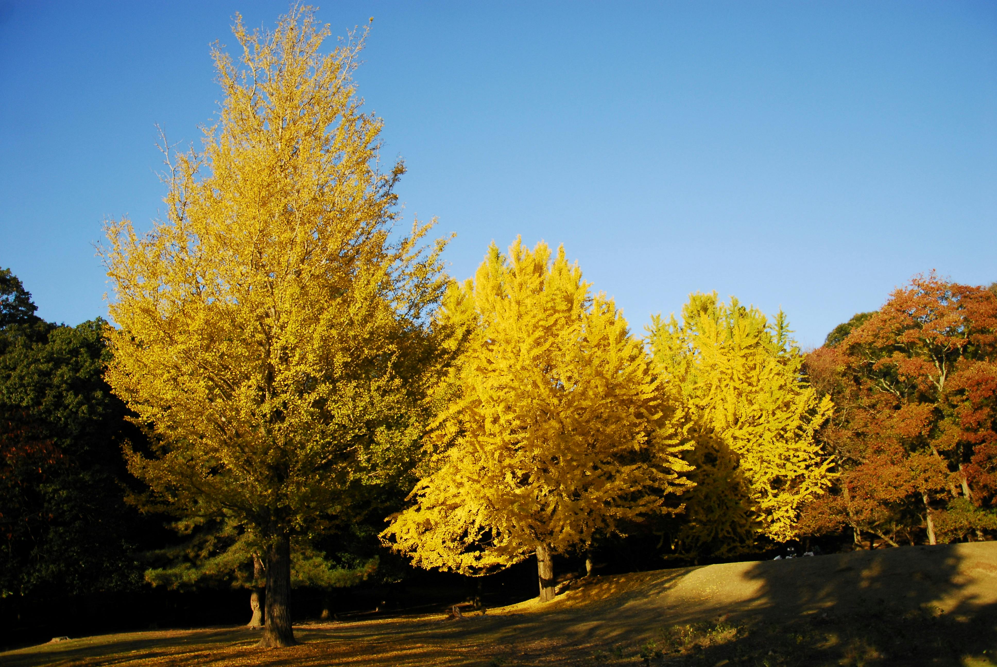 Golden Environment Photos, Download The BEST Free Golden Environment ...