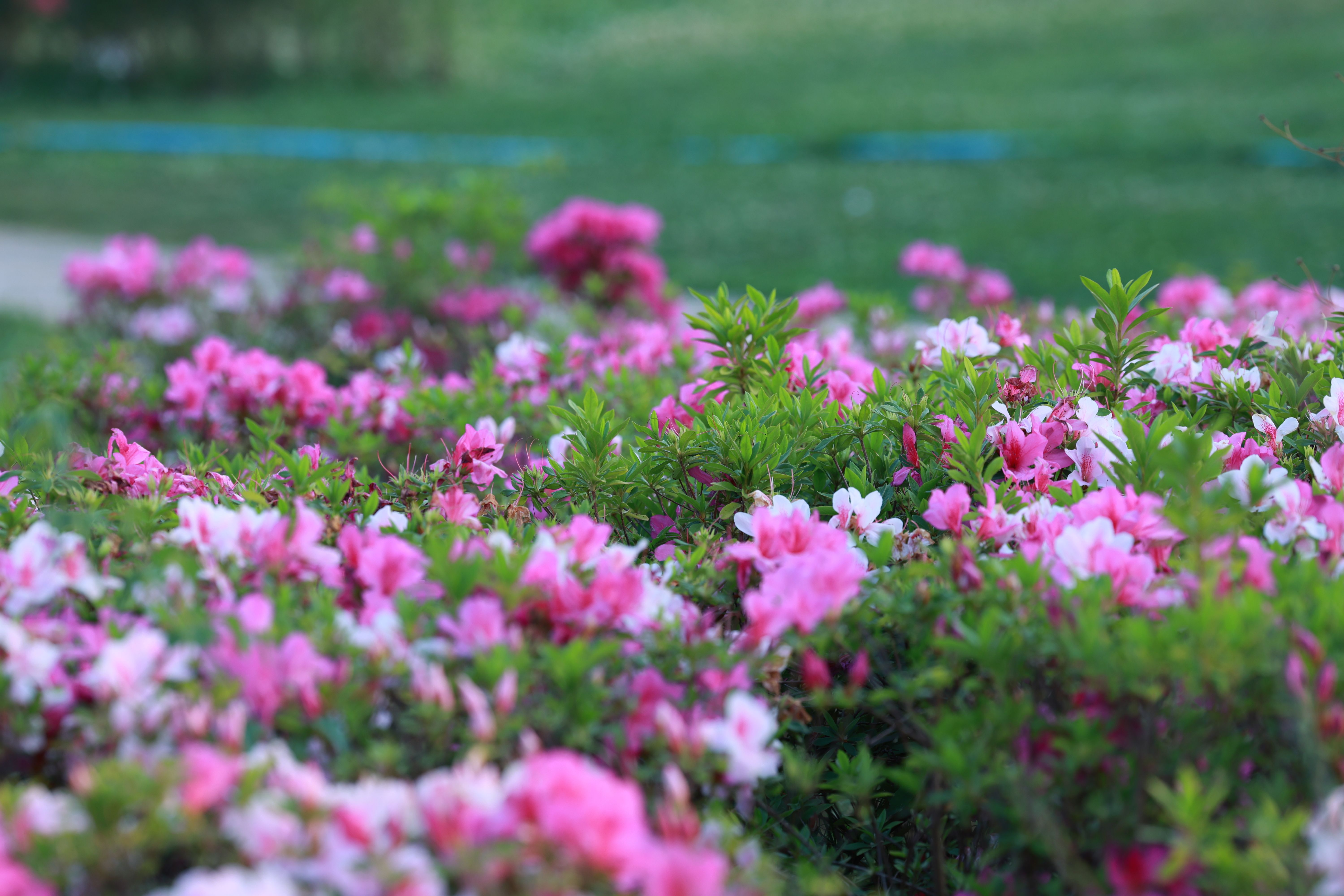 Vibrant Pink Azalea Blooms in Lush Garden · Free Stock Photo