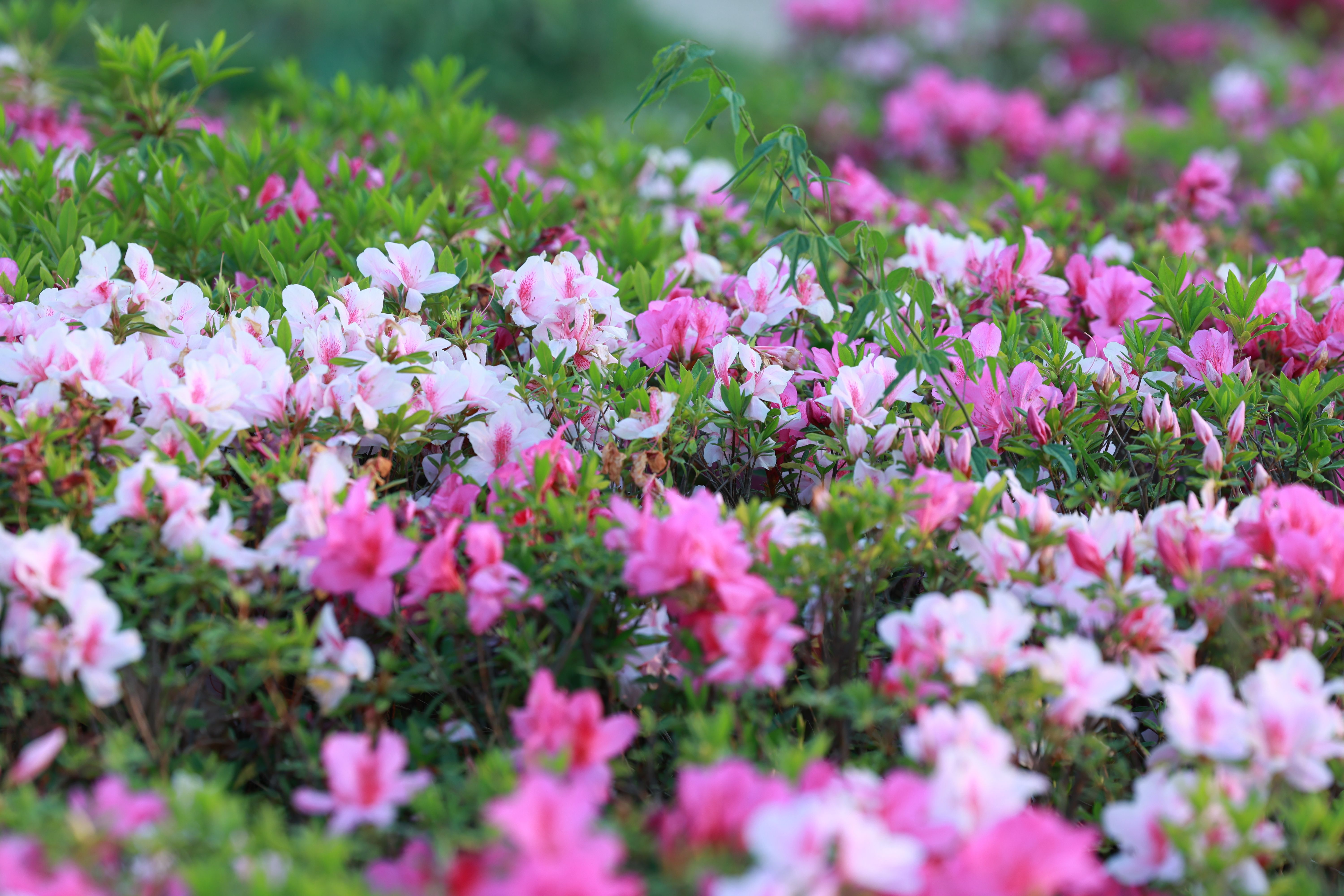 Vibrant Pink Azalea Bushes in Full Bloom · Free Stock Photo