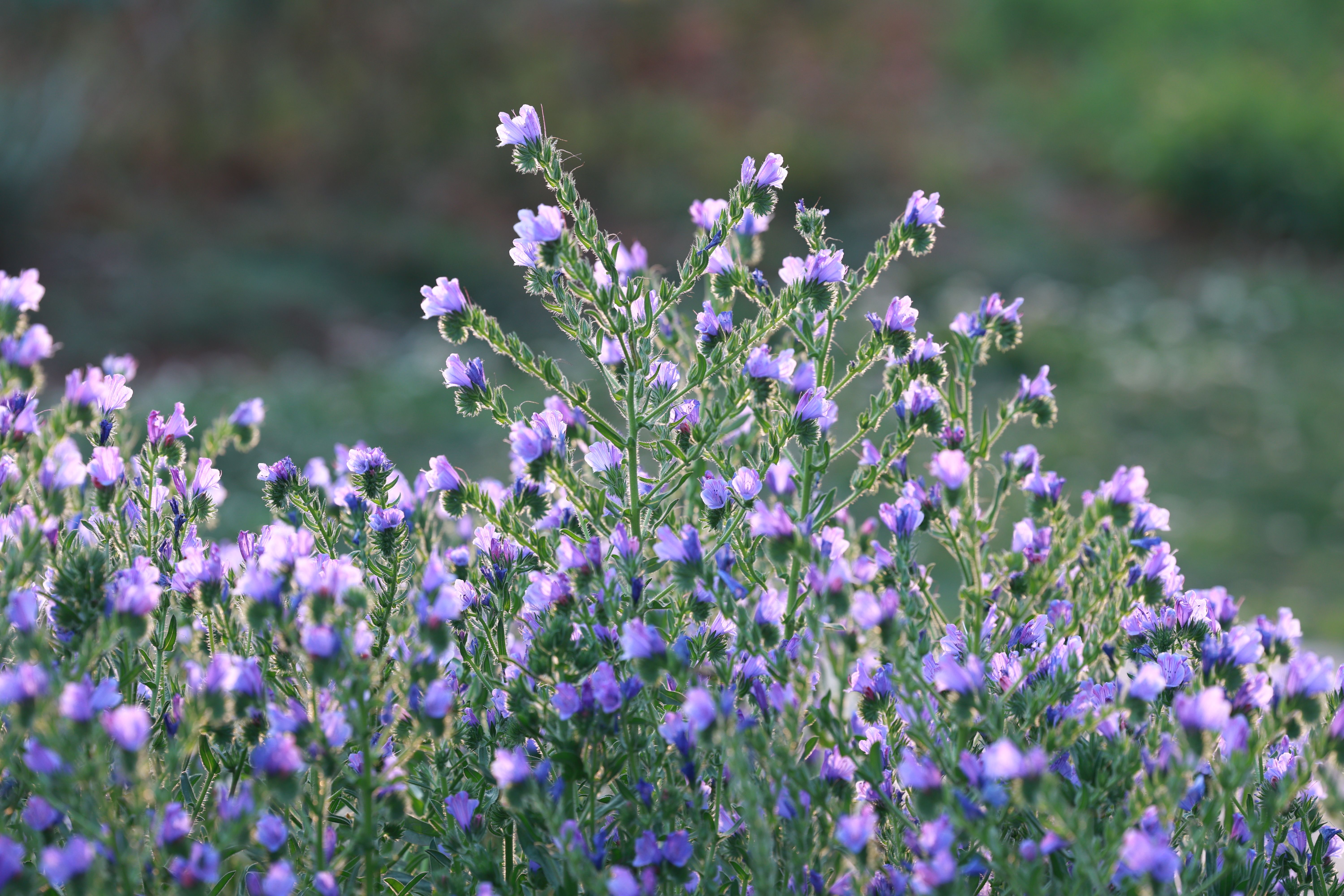 Vibrant Purple Wildflowers Blooming in Spring Meadow · Free Stock Photo
