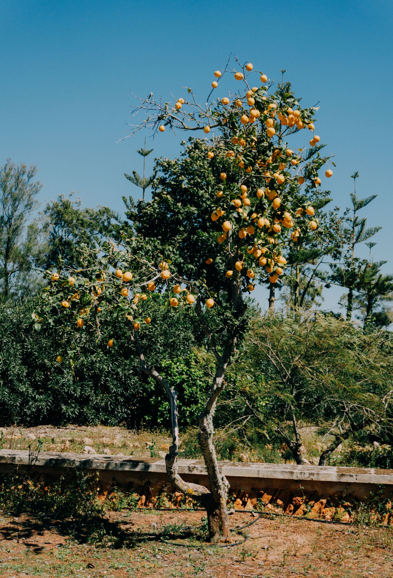 Orange Tree Photos, Download The BEST Free Orange Tree Stock Photos ...