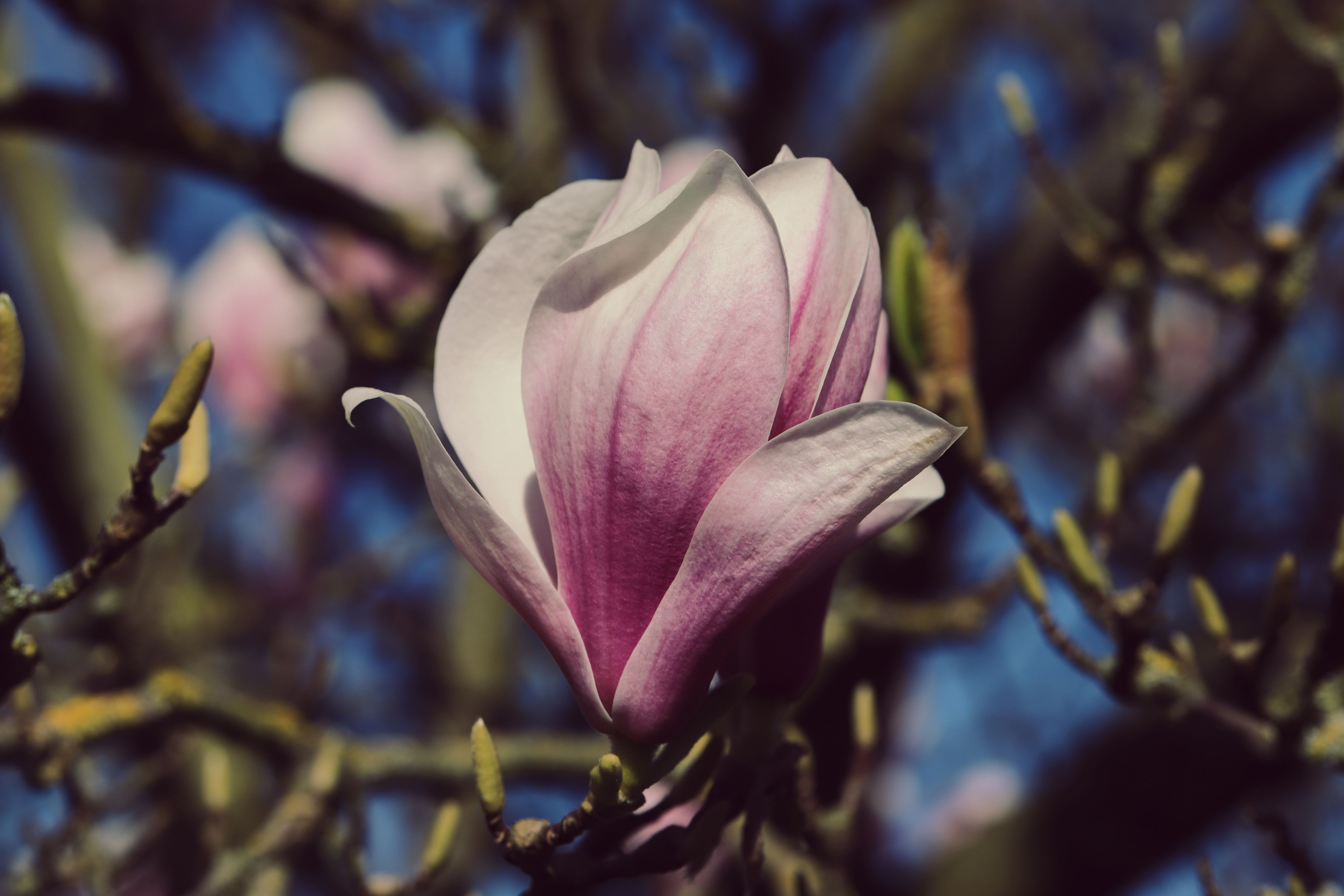 Delicate Magnolia Flower Bloom in Springtime · Free Stock Photo