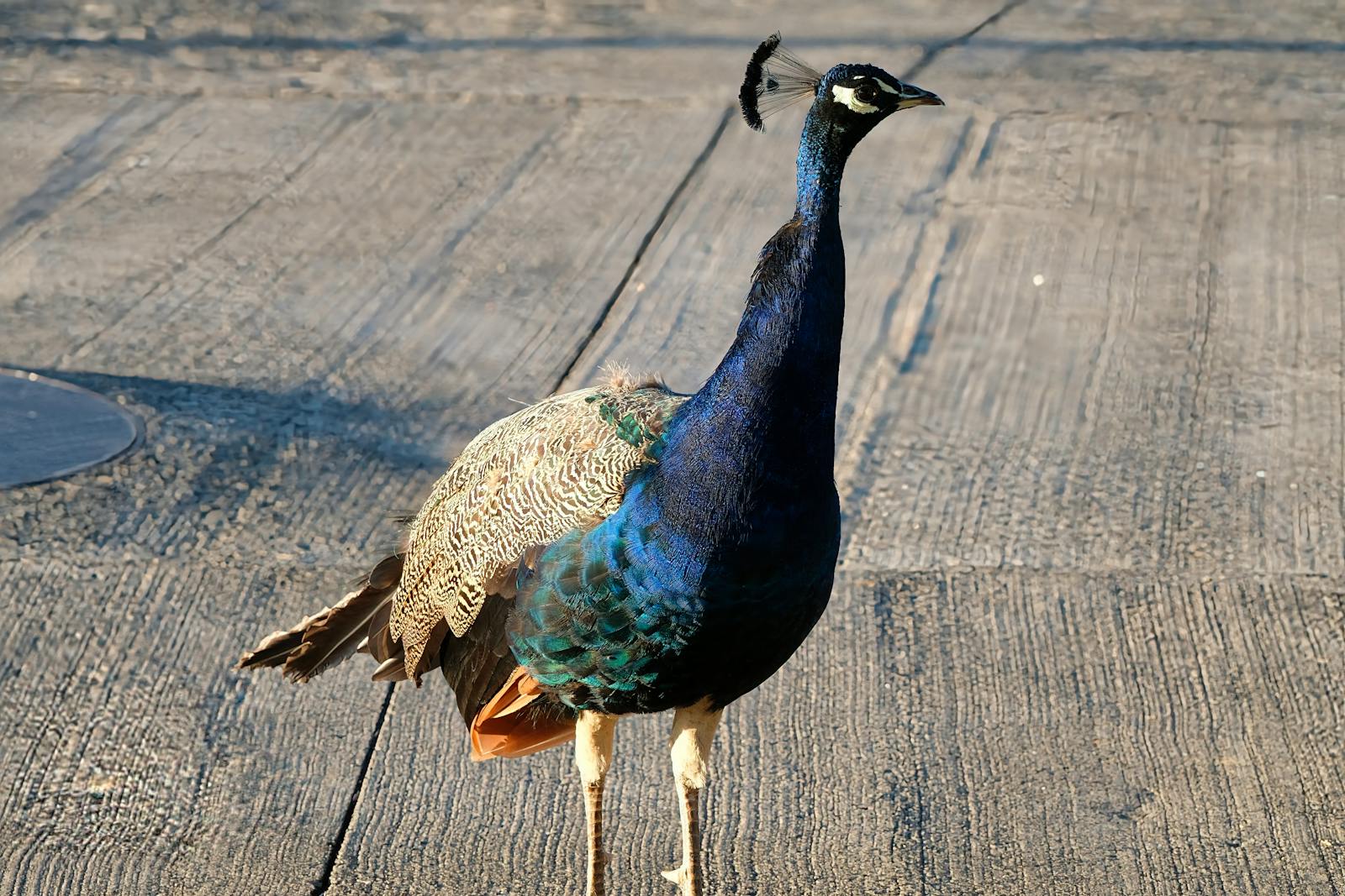 Peacock Bird Photos, Download The BEST Free Peacock Bird Stock Photos ...