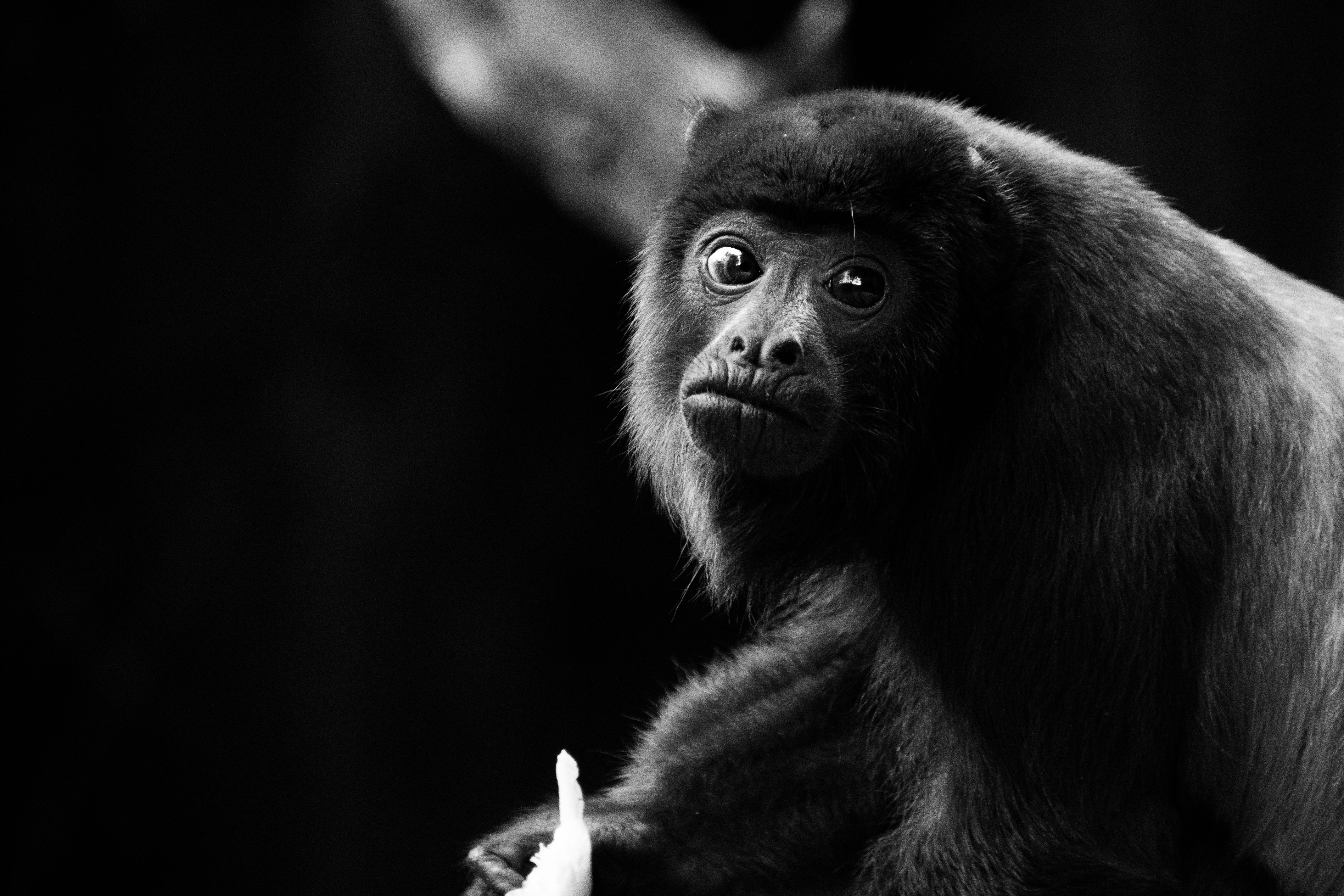 Expressive Black-and-White Howler Monkey Portrait · Free Stock Photo