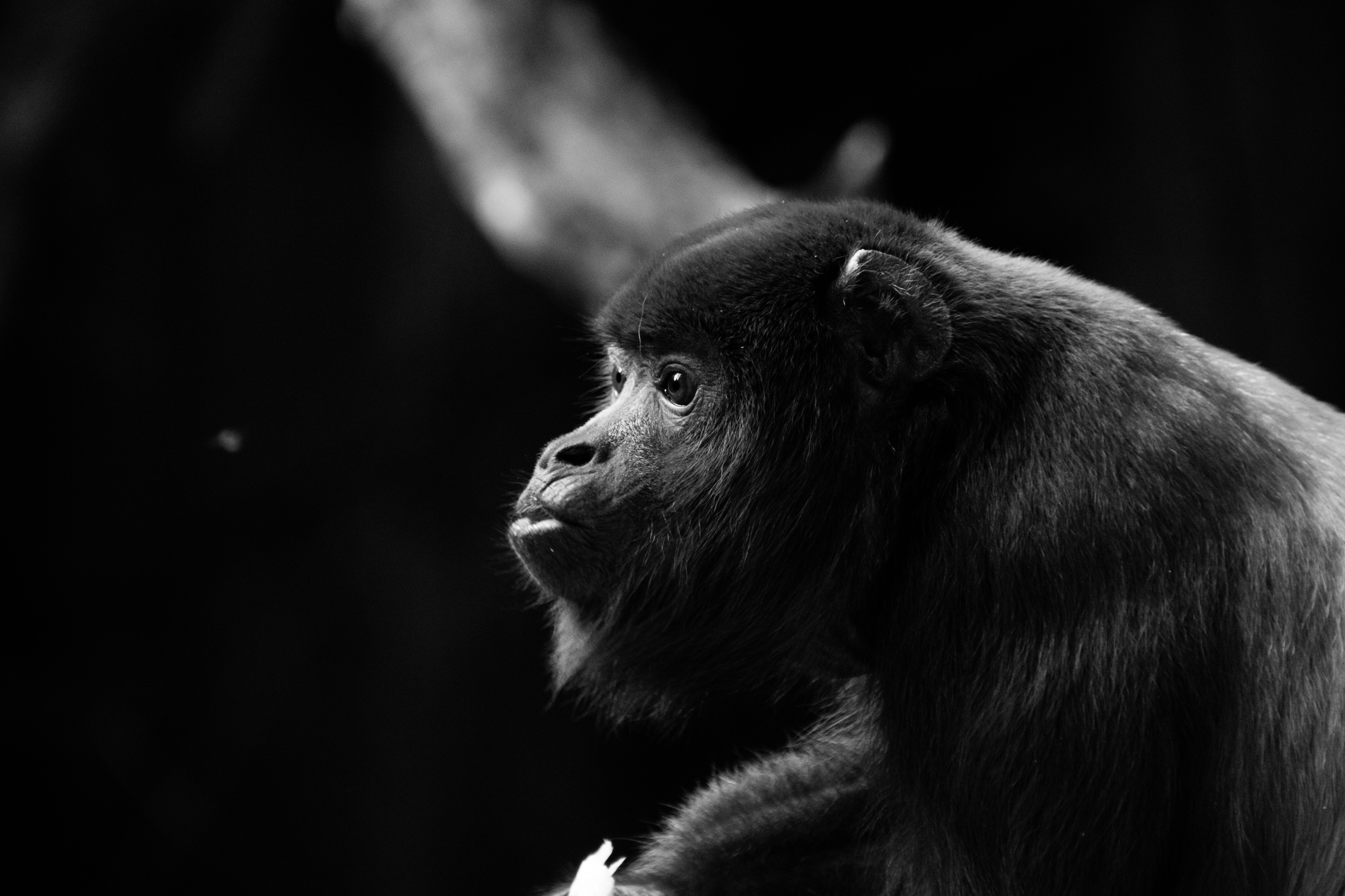 Black and White Howler Monkey Portrait Close-up · Free Stock Photo