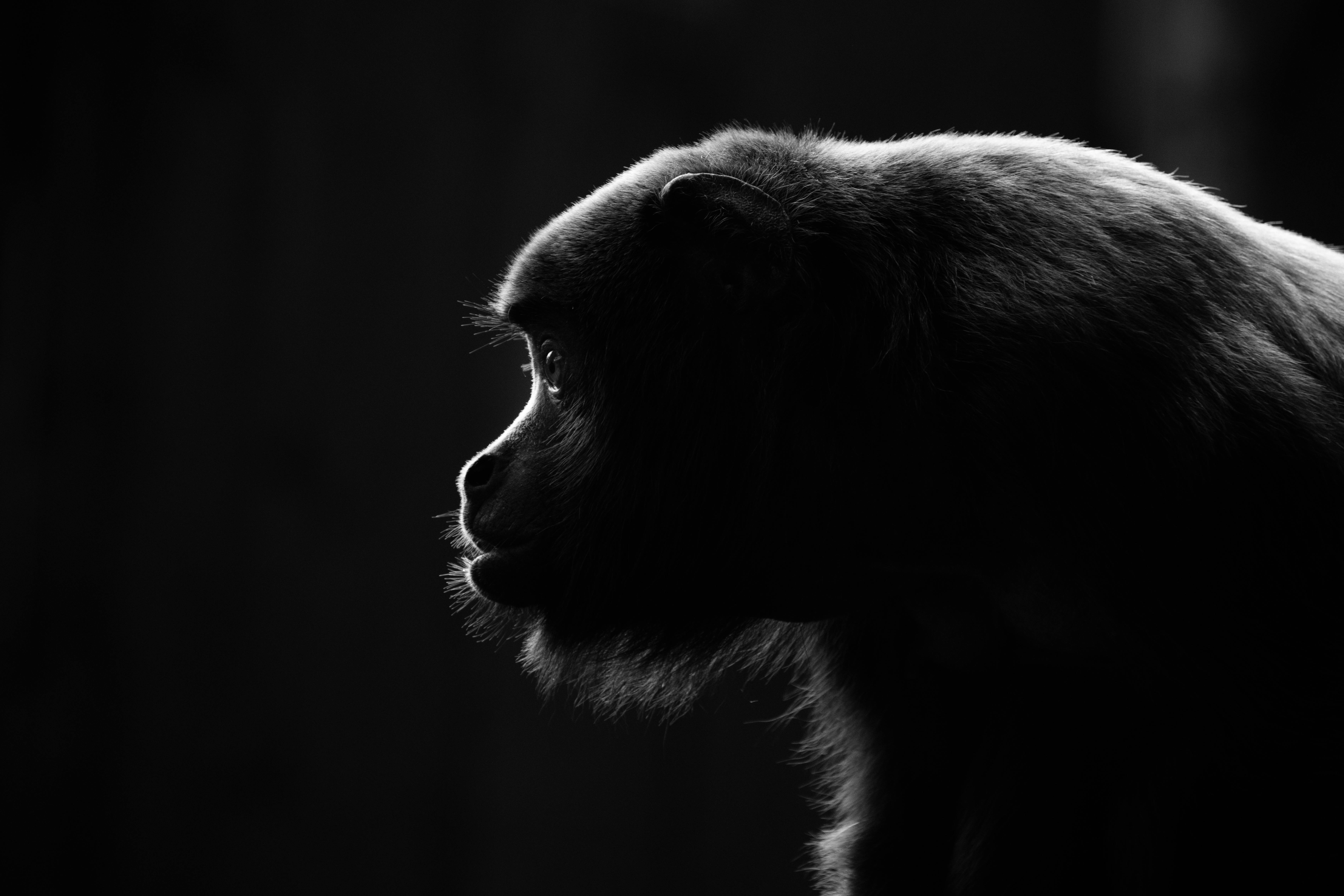 Dramatic Silhouette of a Howler Monkey in Profile · Free Stock Photo