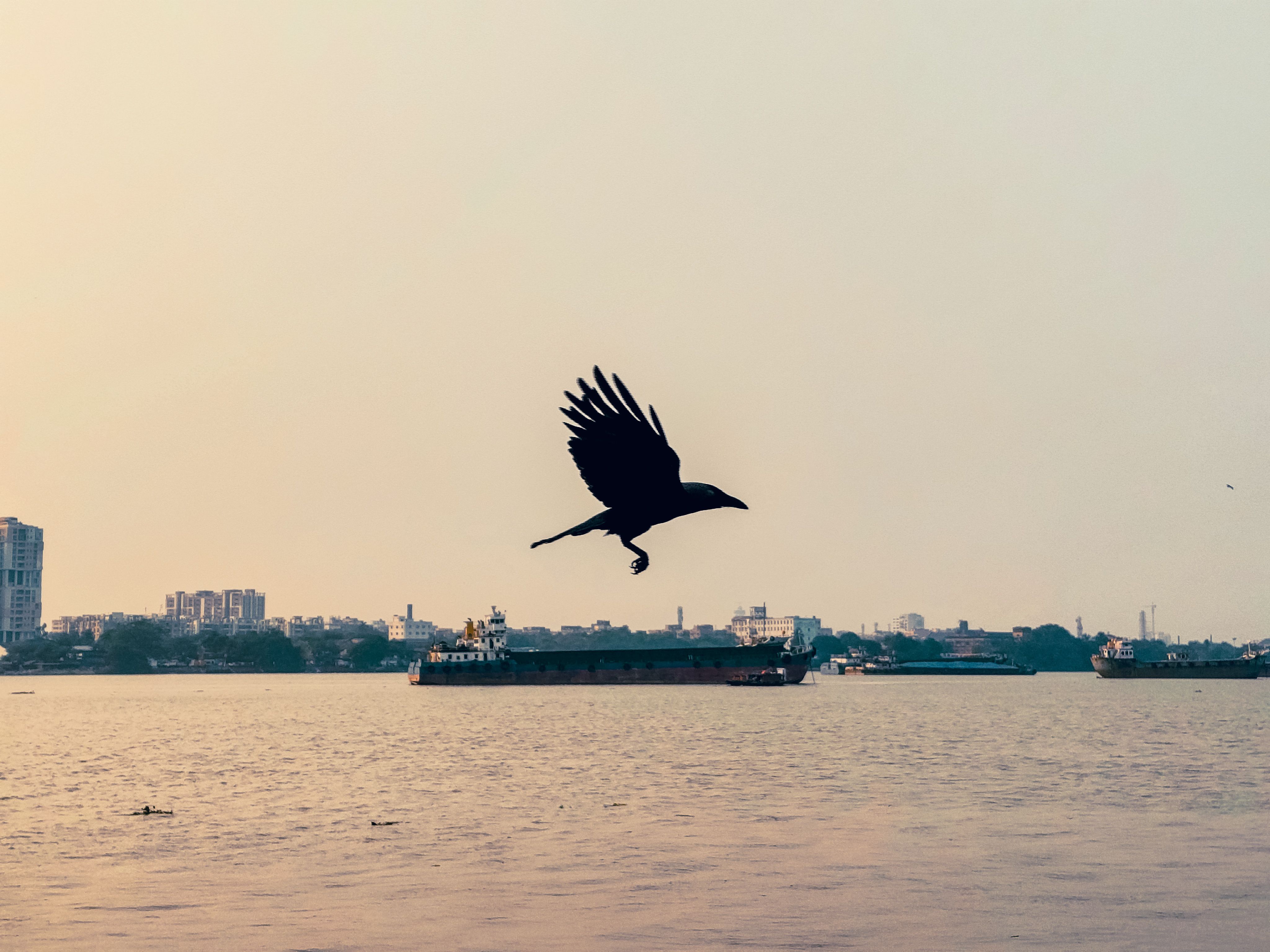 Silhouette of a Crow Flying Over a River at Sunset · Free Stock Photo