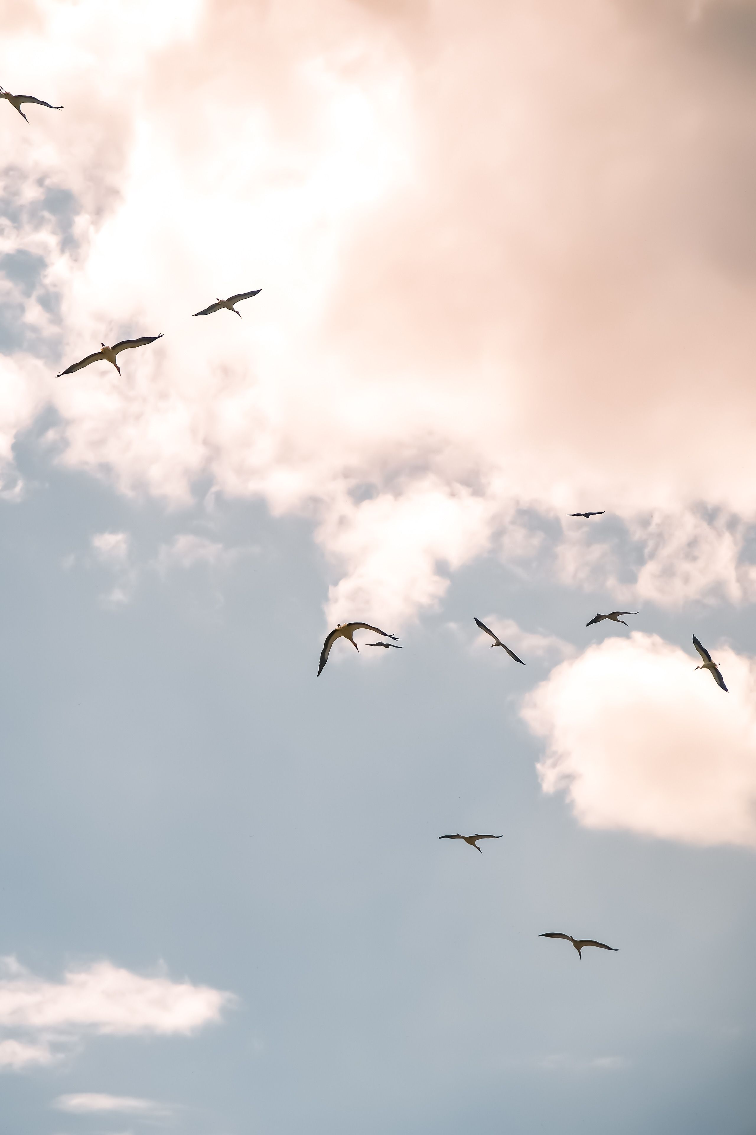 Photo of a Flock of Flying Birds · Free Stock Photo