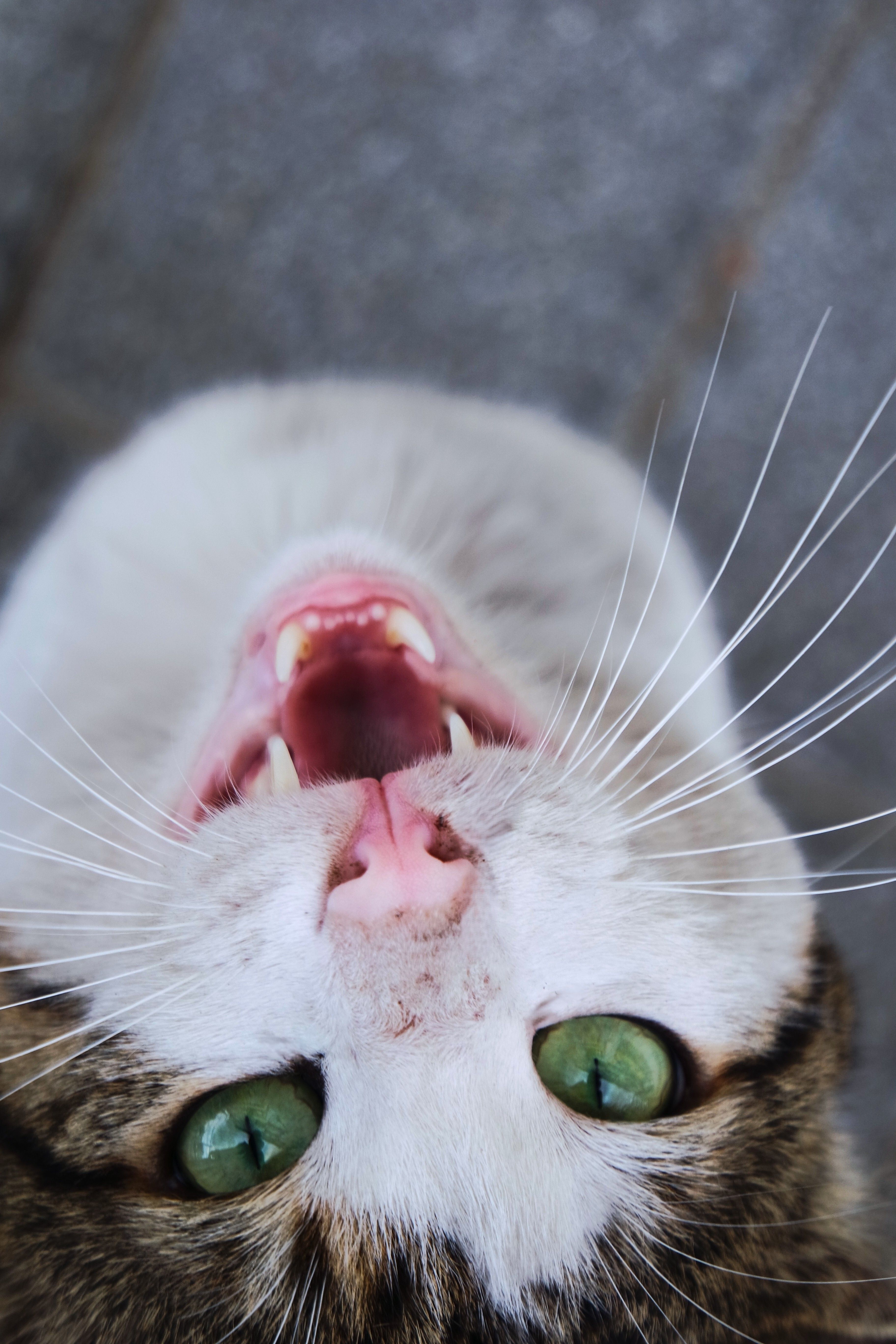 Cat Scars Photos, Download The BEST Free Cat Scars Stock Photos & HD Images