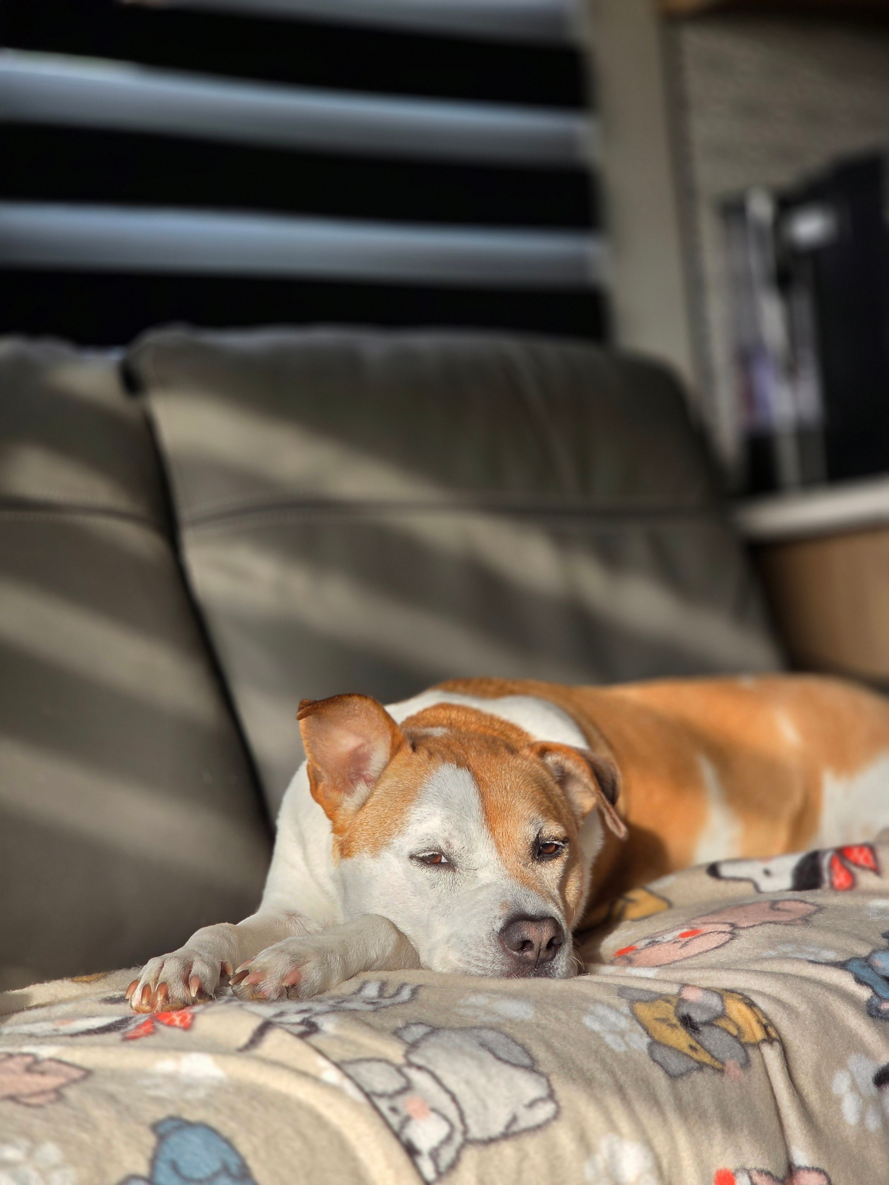 Relaxed Dog Sleeping on Cozy Couch with Sunlight · Free Stock Photo