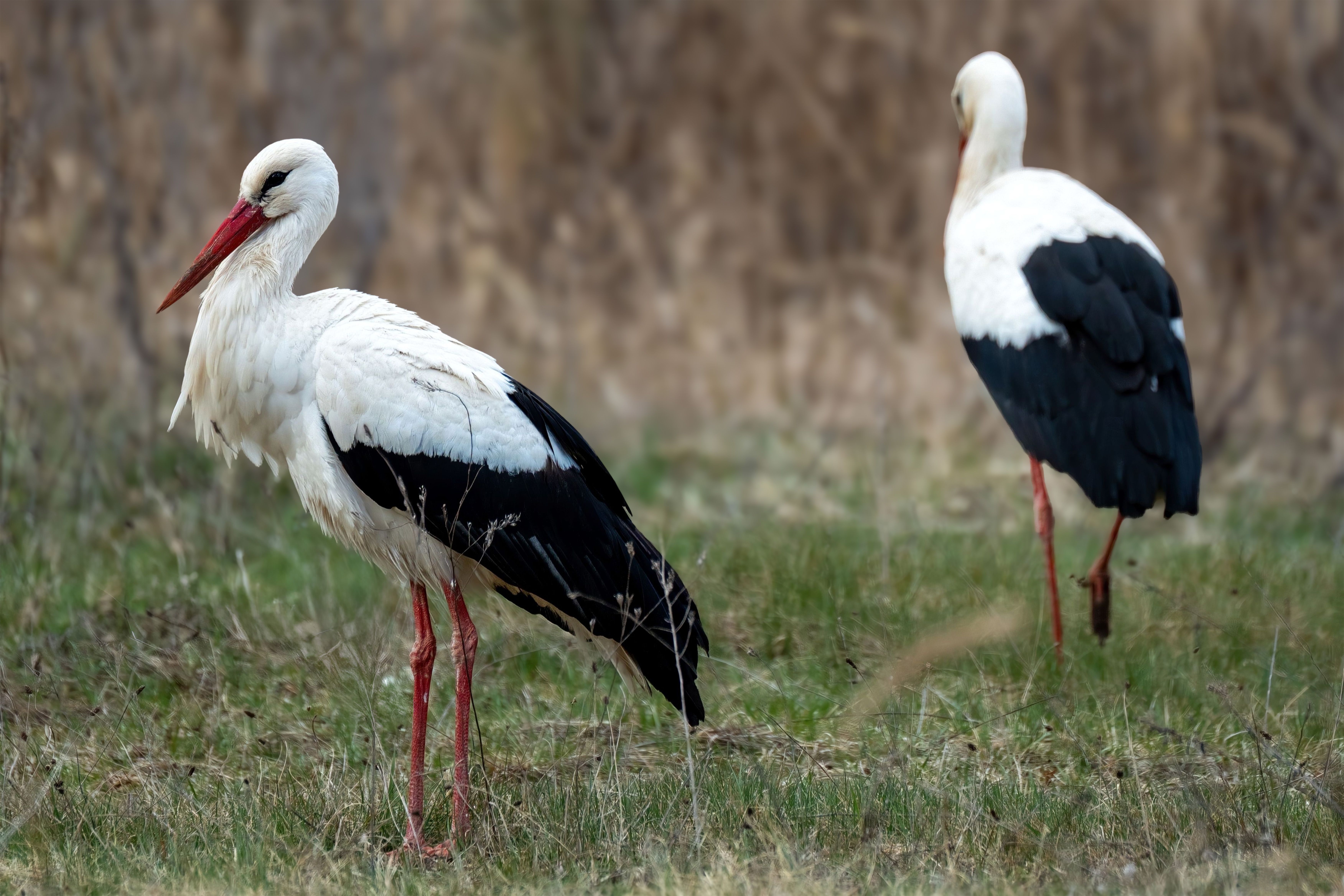 Two White Storks in Natural Habitat · Free Stock Photo