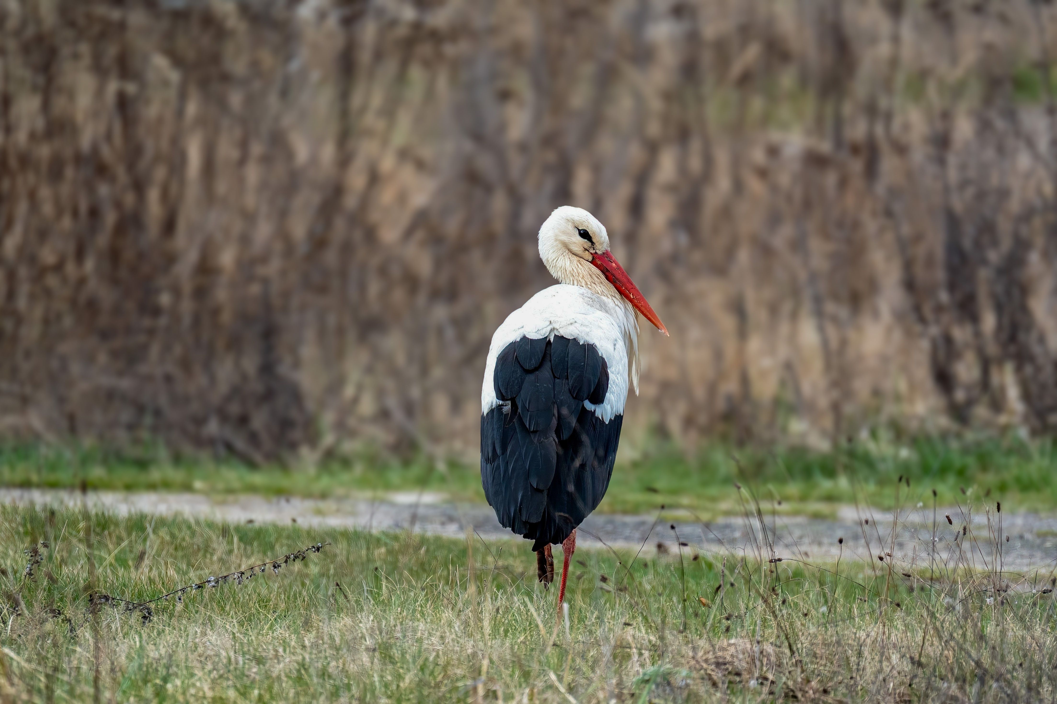 White Stork in Natural Habitat During Spring · Free Stock Photo