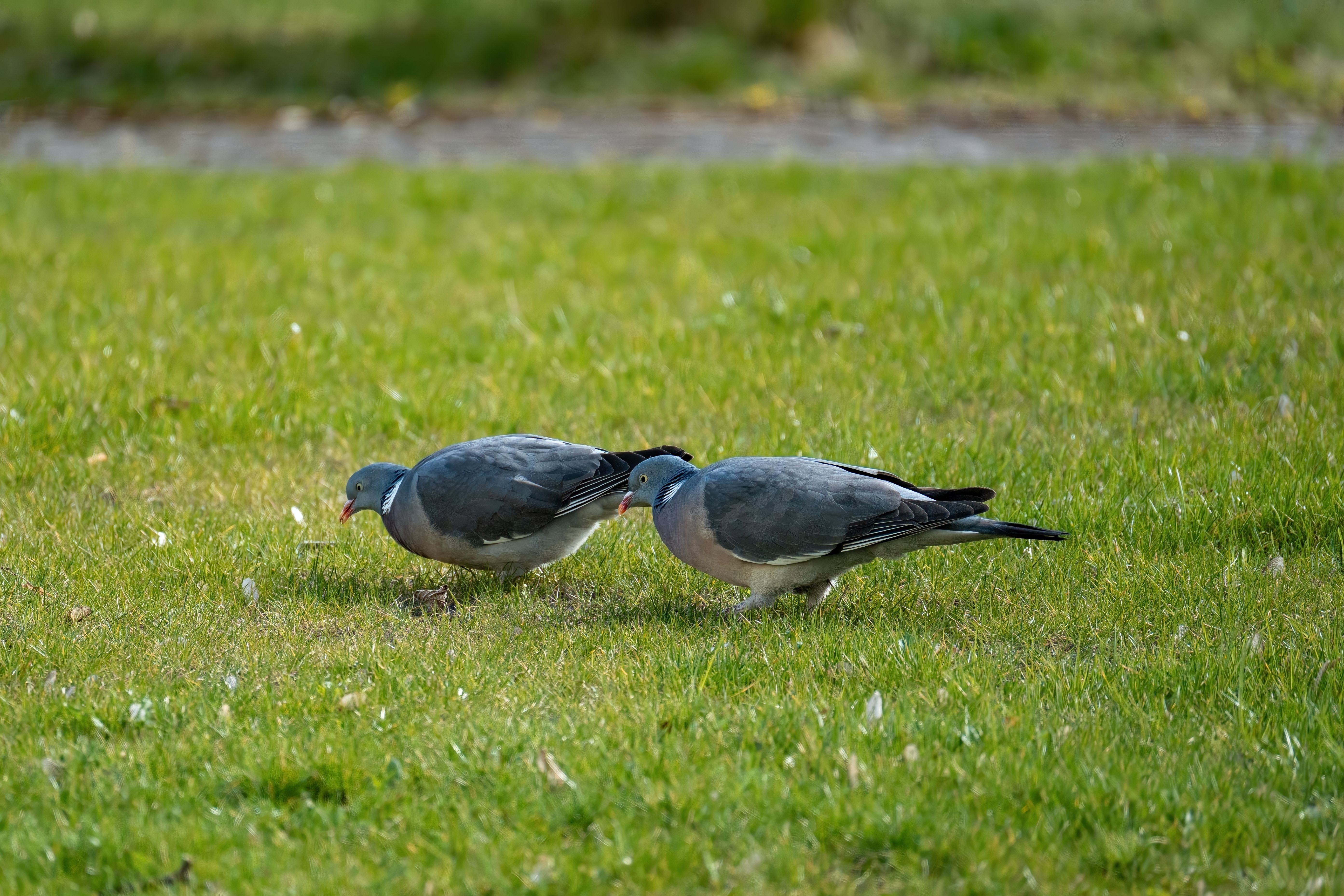 Pair of Pigeons Grazing on Green Grass · Free Stock Photo