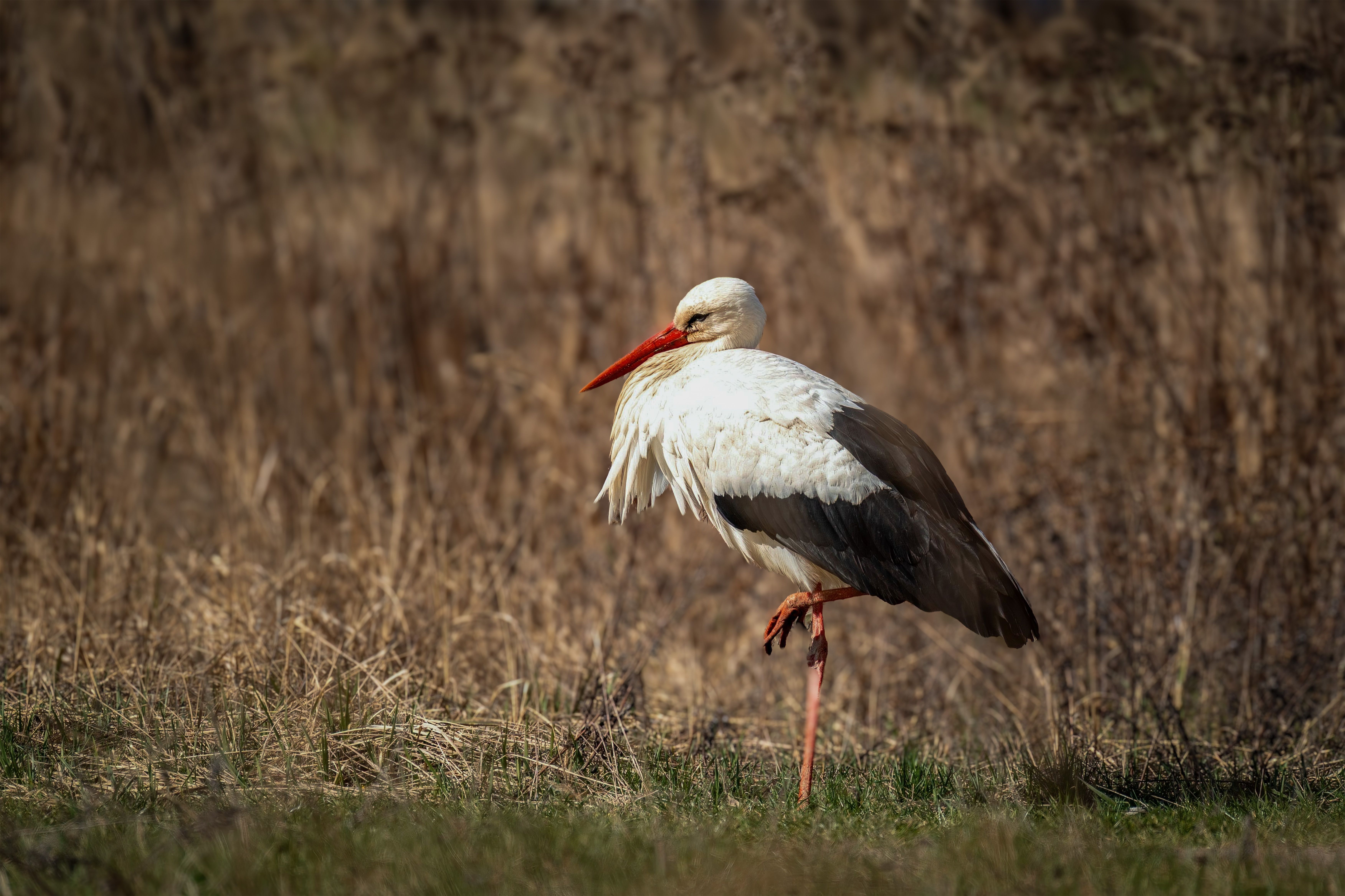 Majestic White Stork in Natural Habitat · Free Stock Photo