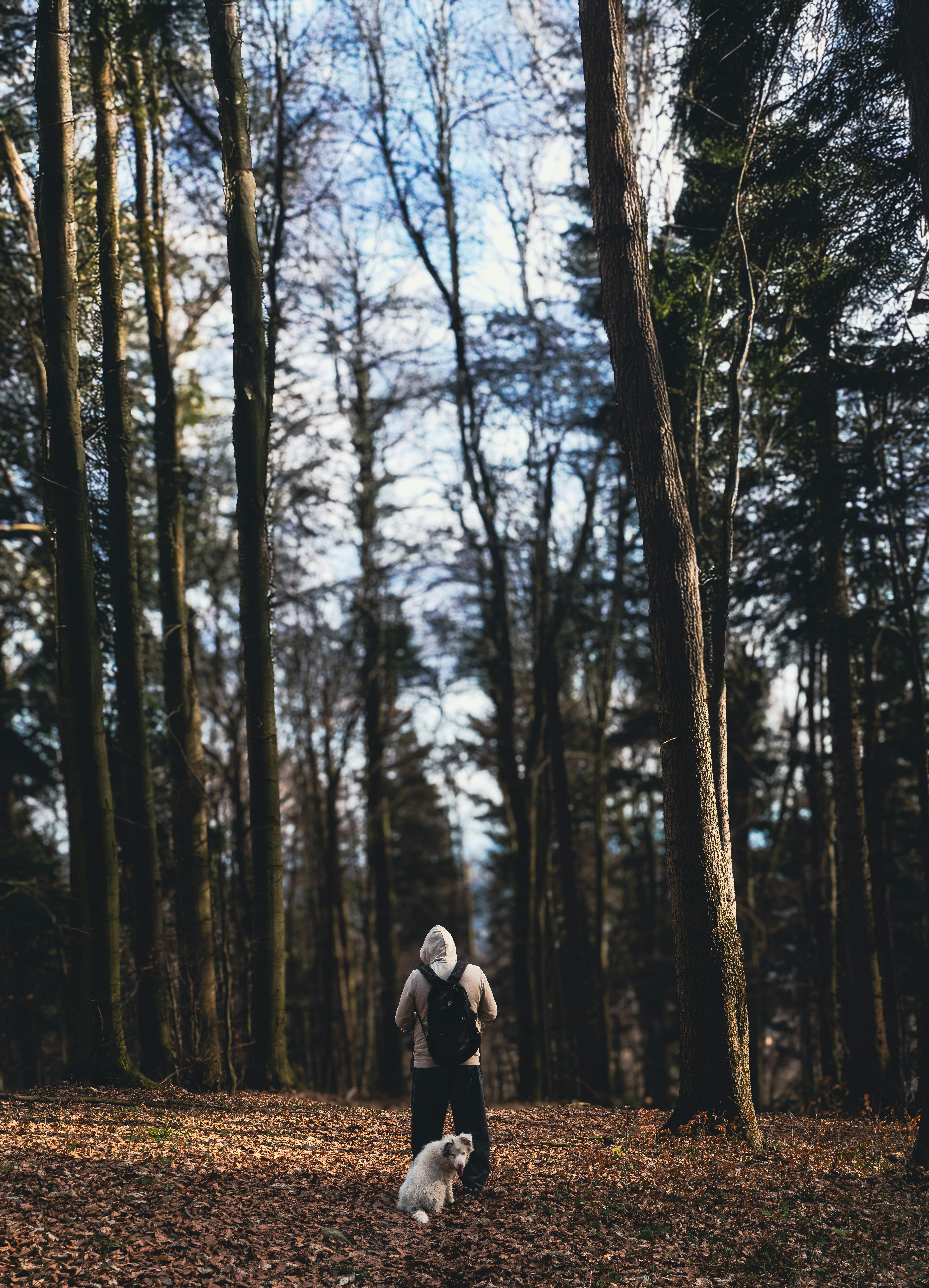 Person Walking Dog in a Forest in Stępina, Poland · Free Stock Photo