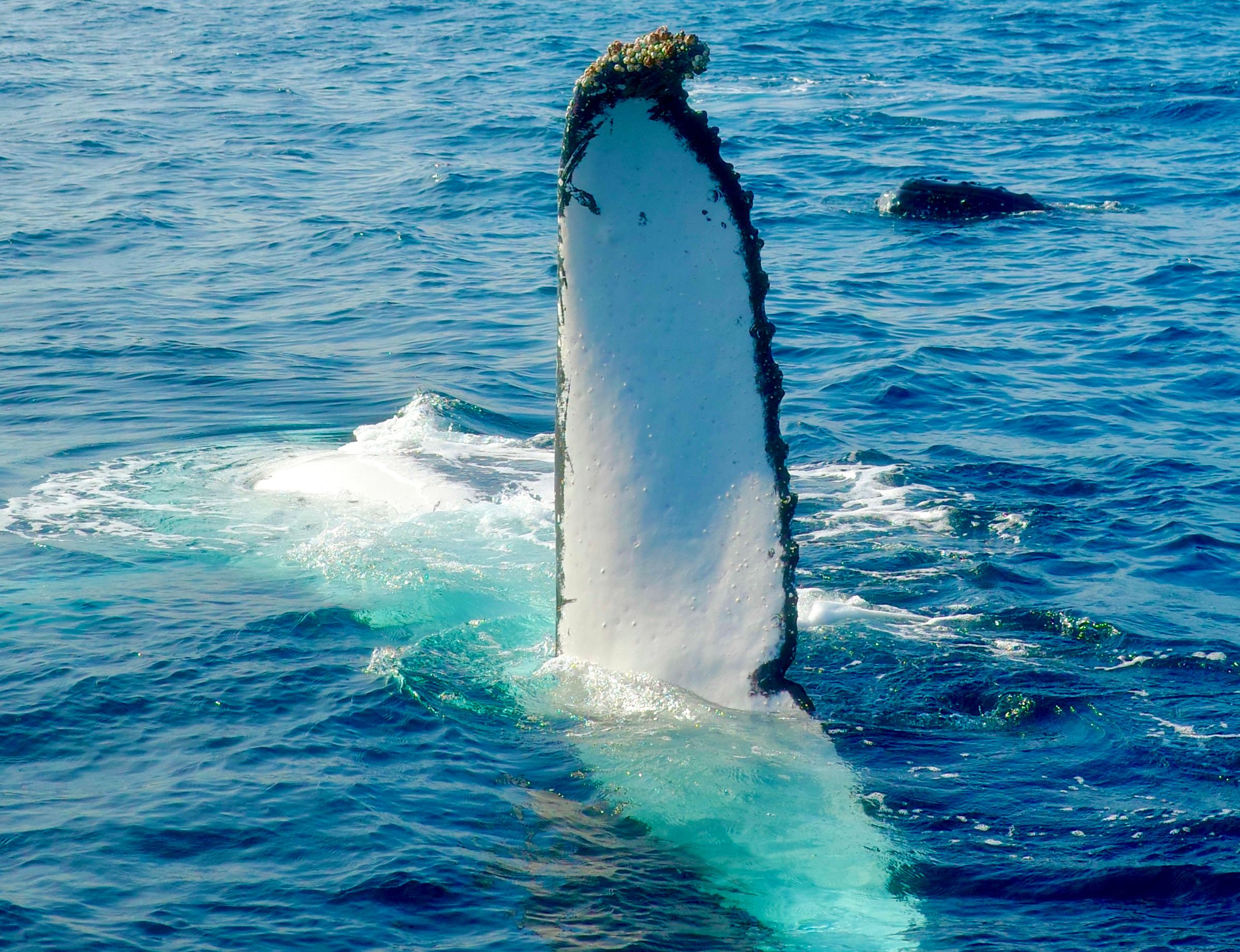 Avistamiento De Ballenas En Narooma Charters · Foto de stock gratuita