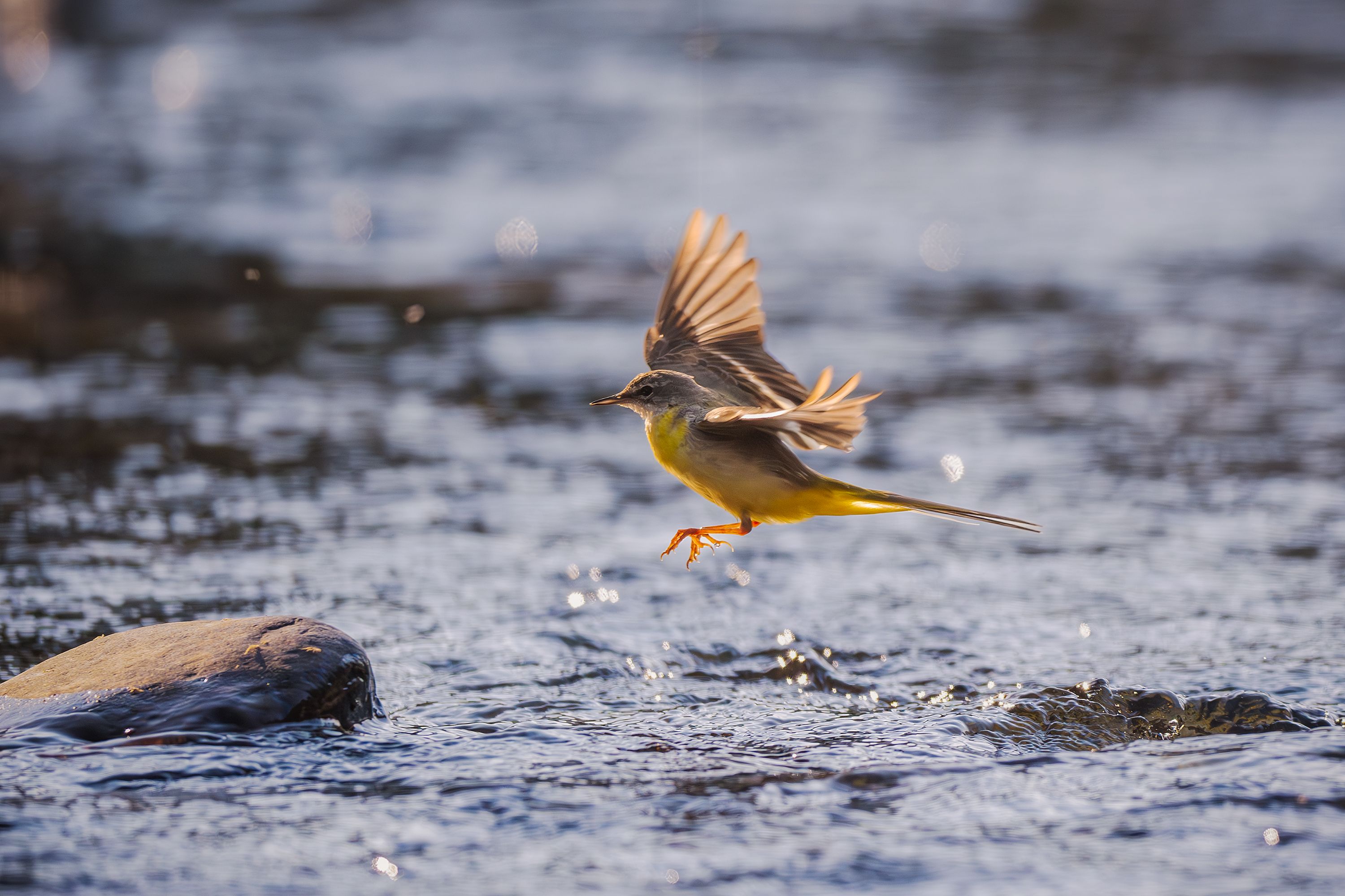 Yellow Wagtail in Mid-flight Over Flowing River · Free Stock Photo