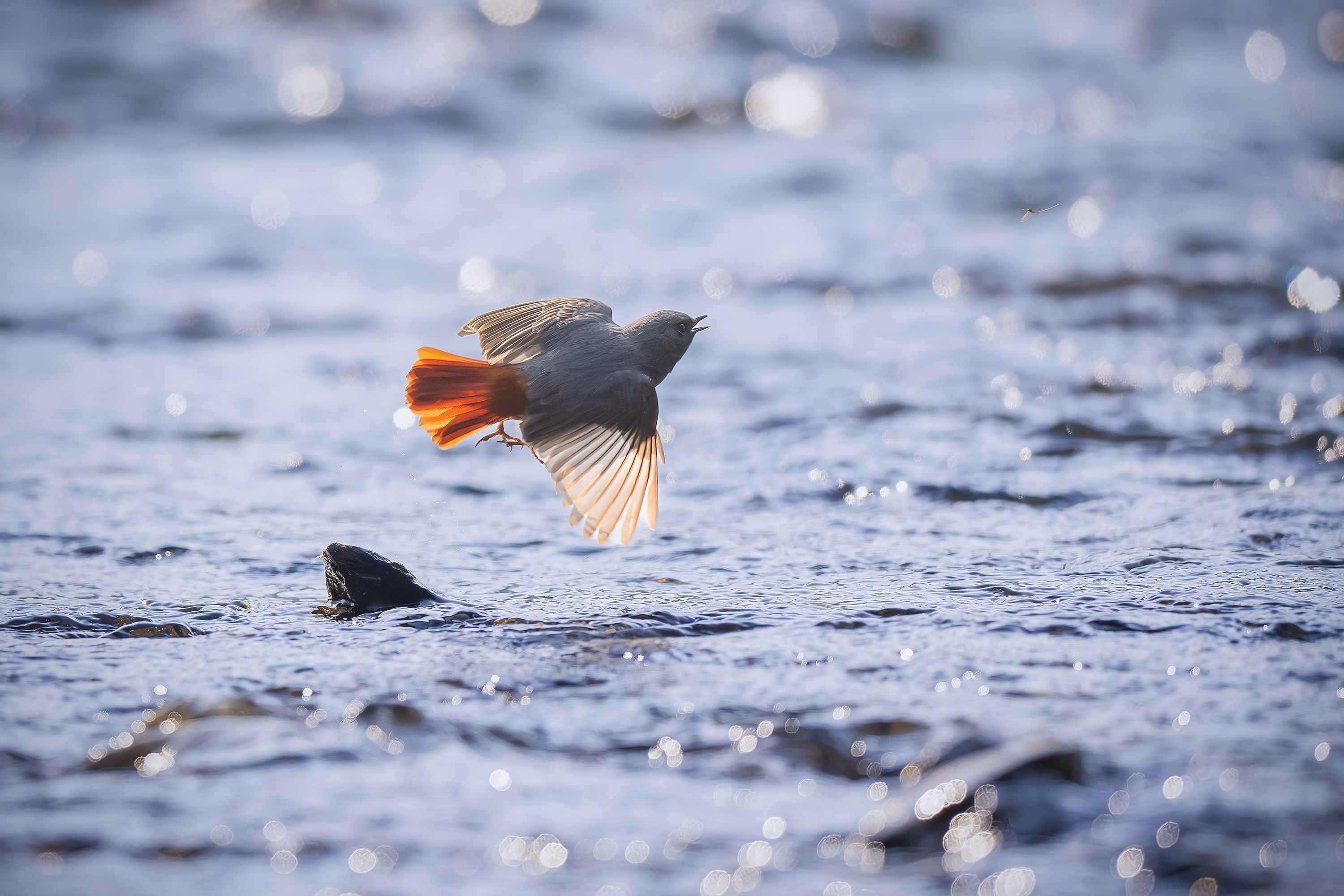 Red-tailed Bird Flying Over Sparkling River · Free Stock Photo