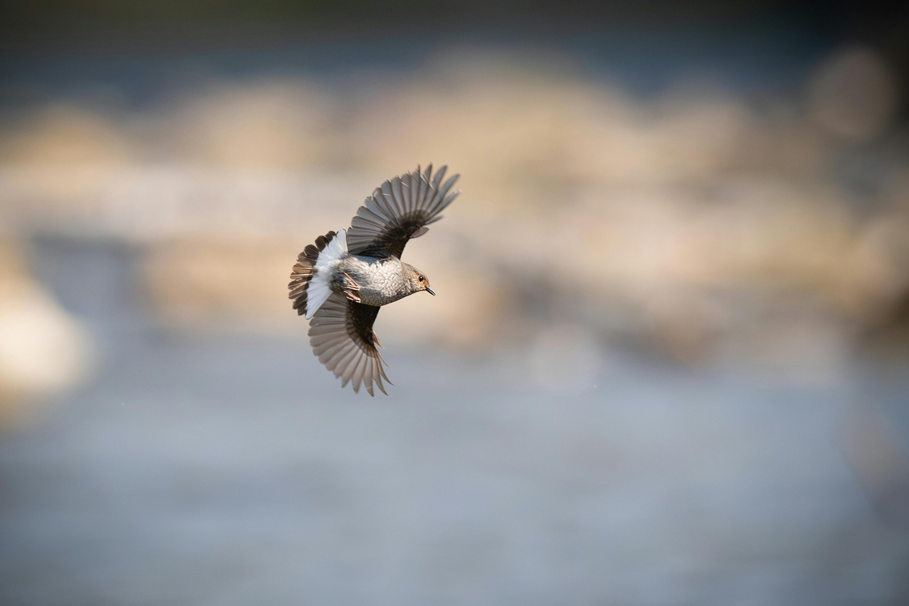 Xxxxx Flap Photos, Download The BEST Free Xxxxx Flap Stock Photos & HD ...