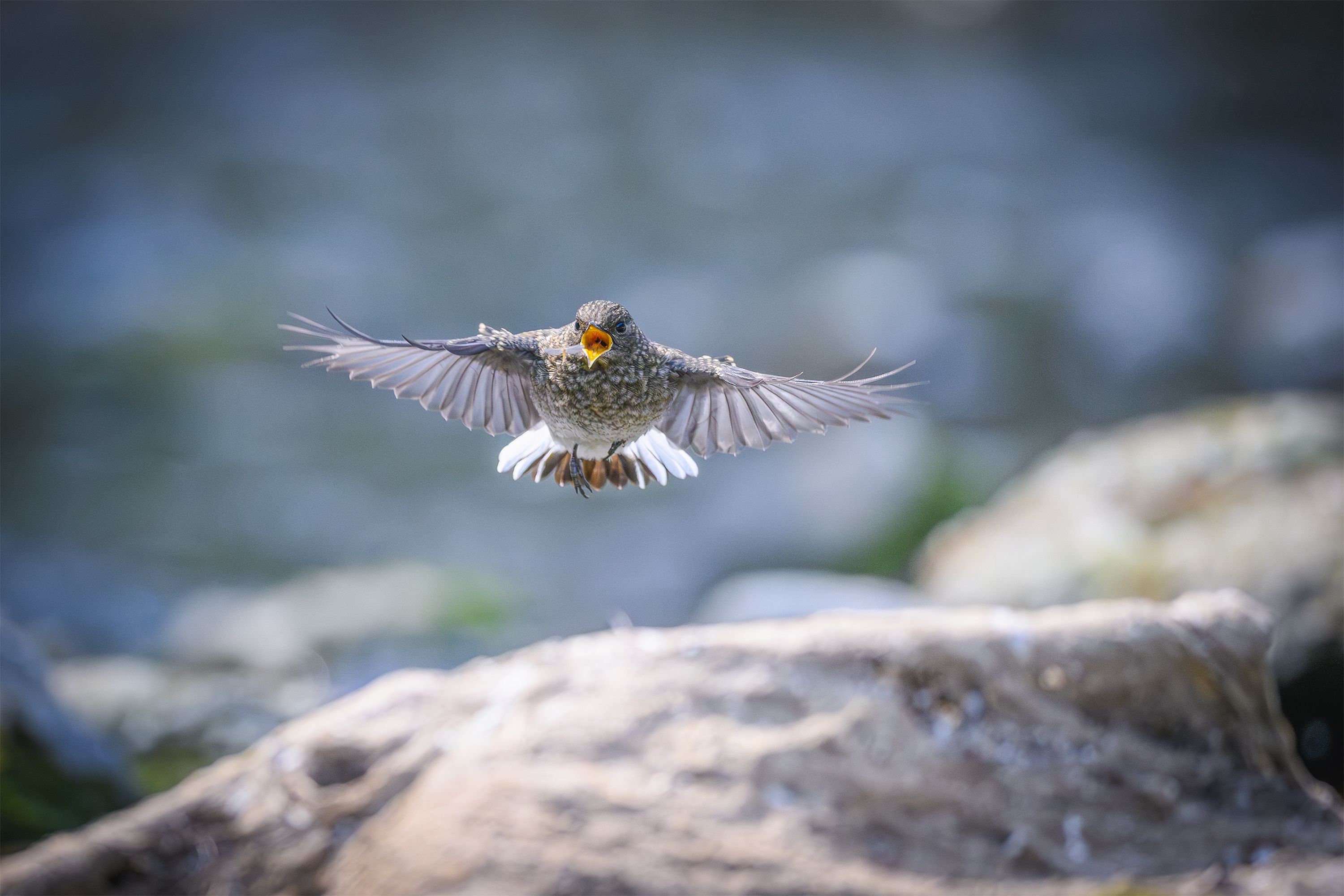 Bird in Flight Over Blurred Natural Background · Free Stock Photo
